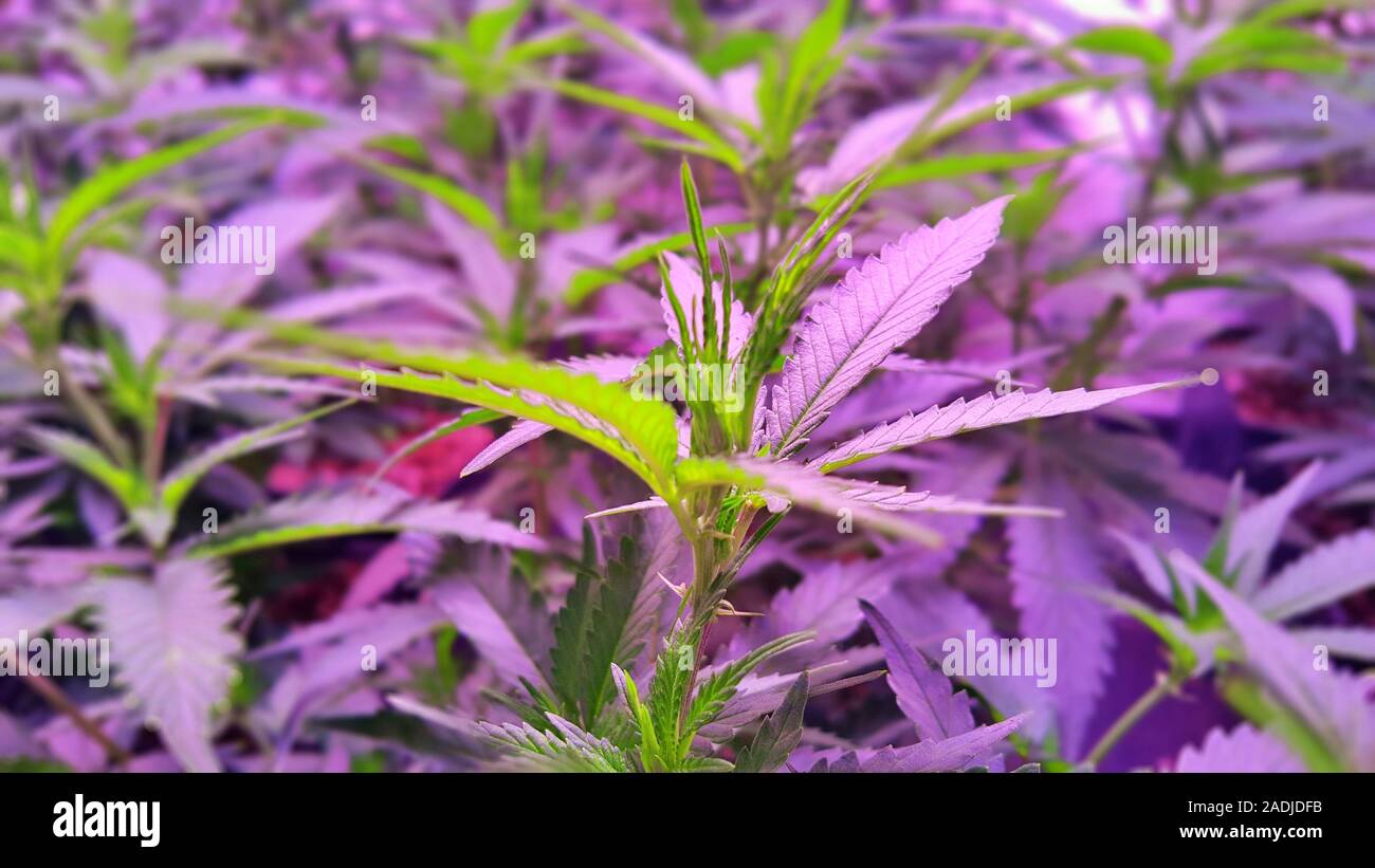 Medical cannabis plant pots oil hi-res stock photography and images - Alamy