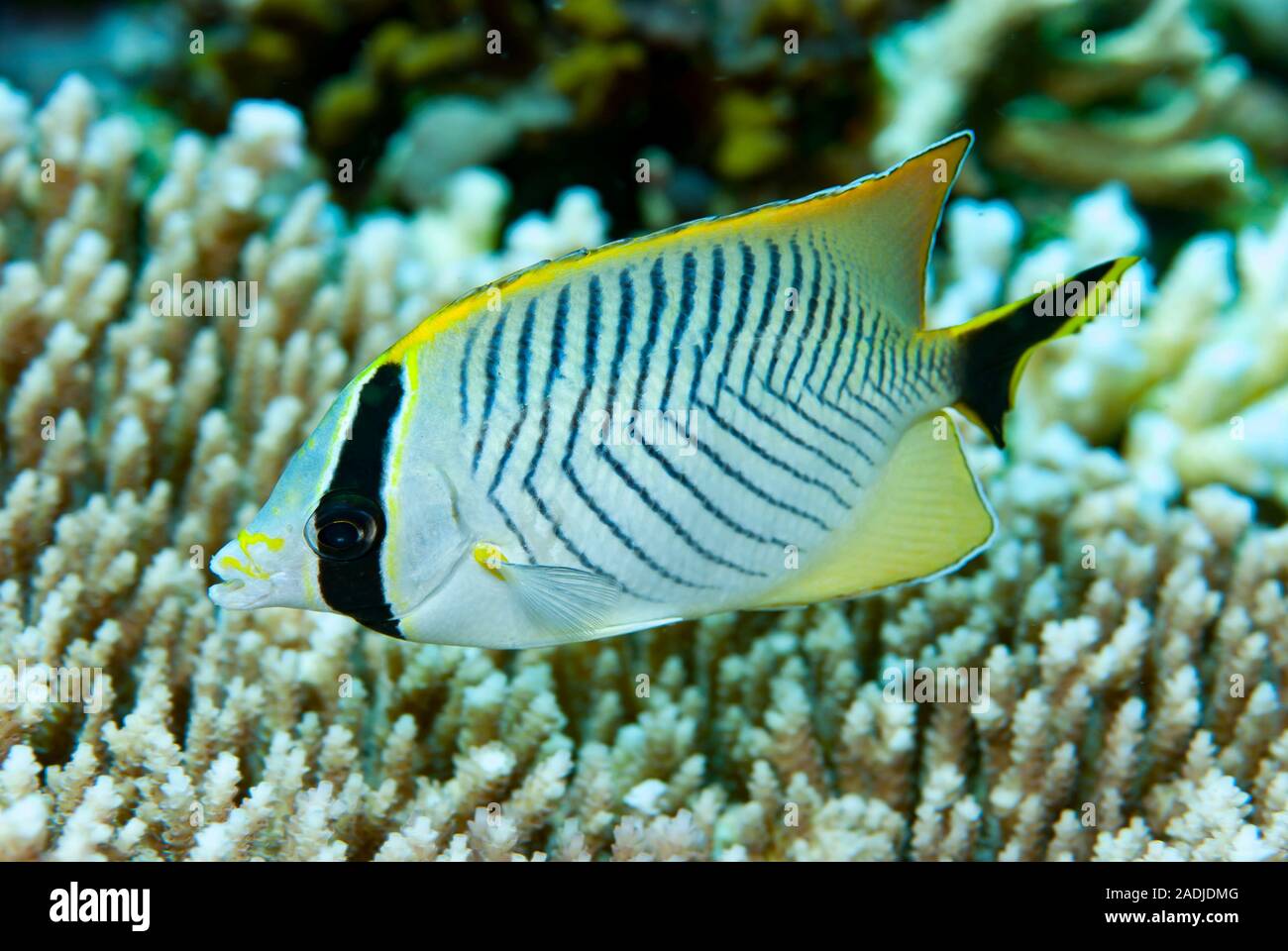 Vagabund hi-res stock photography and images - Alamy