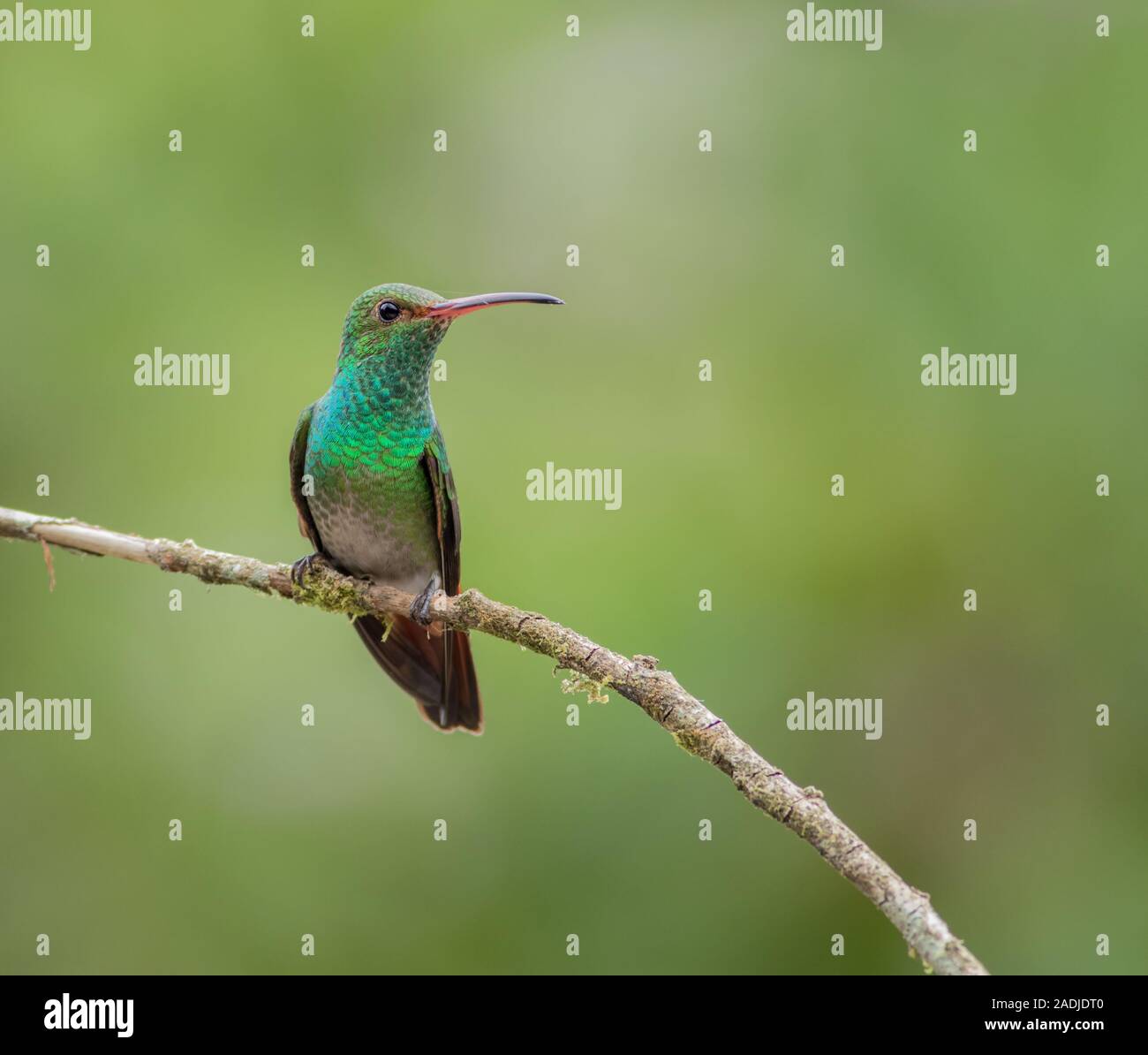 The Rufous-tailed Hummingbird is a medium-sized hummingbird. It has a ...