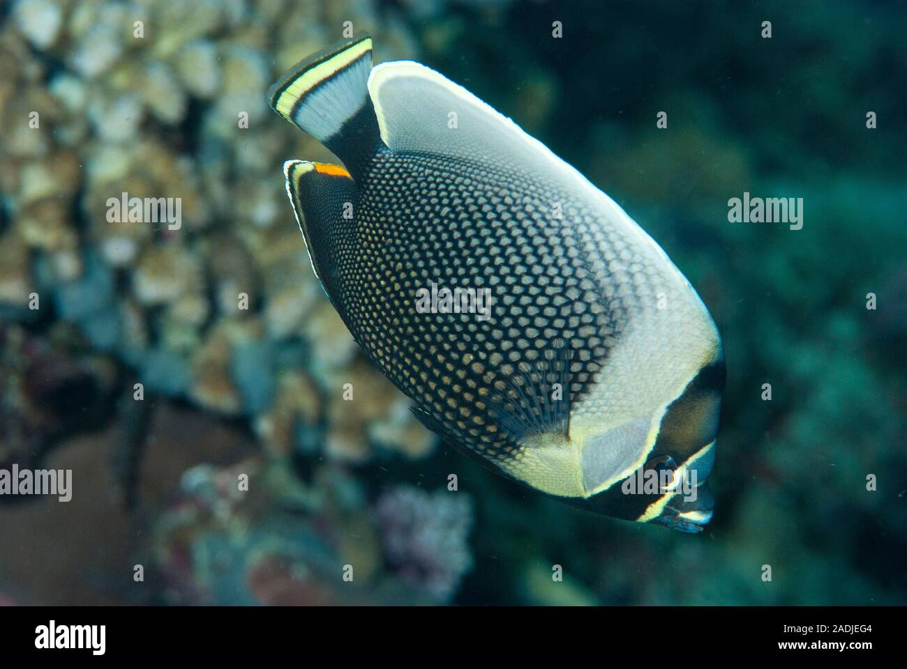 Reticulated Butterflyfish Chaetodon reticulatus Stock Photo - Alamy