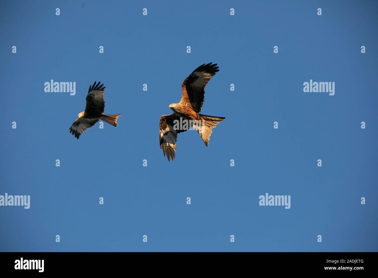 Flock Of Red Kites High Resolution Stock Photography and Images - Alamy