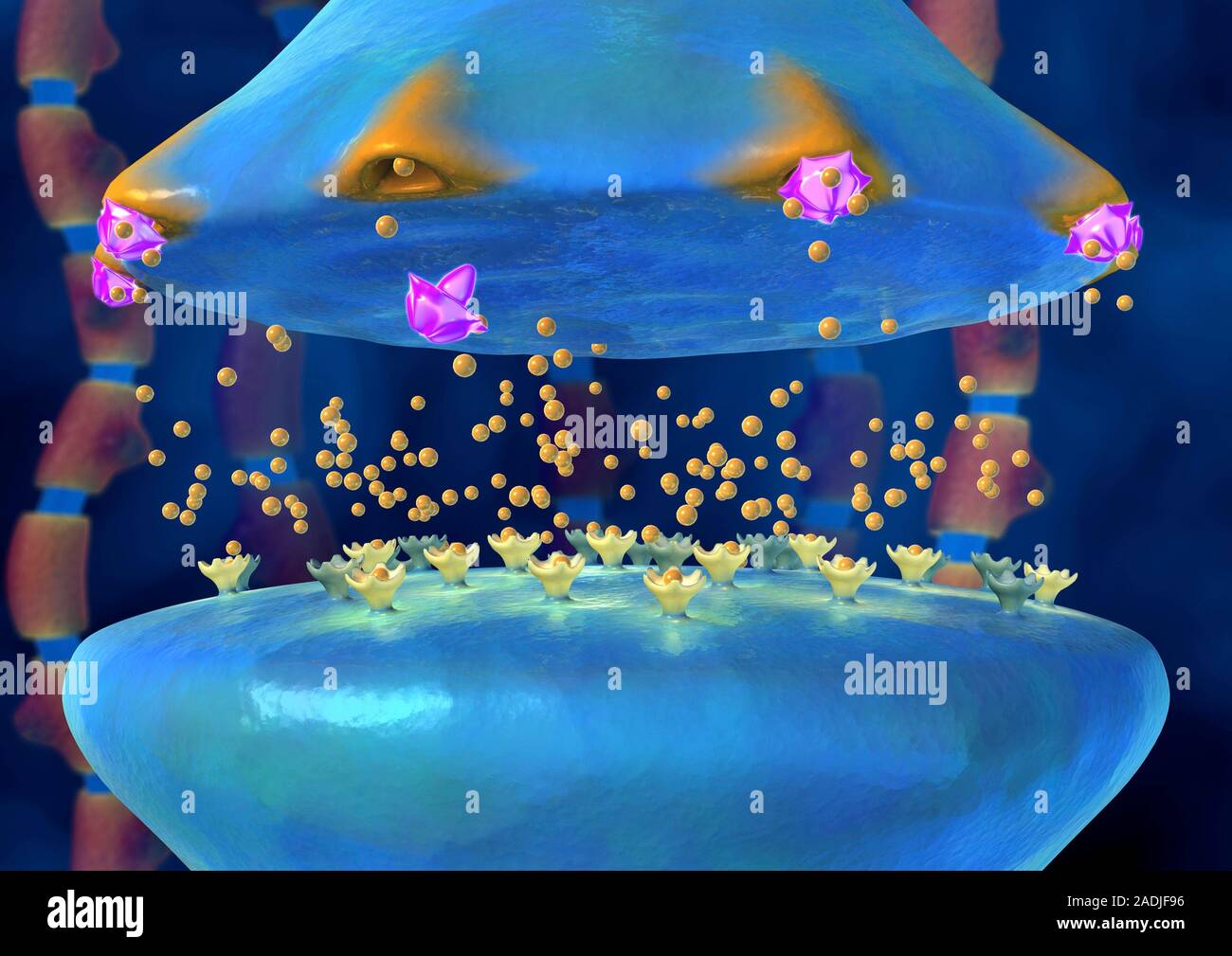 Action of selective serotonin reuptake inhibitors (SSRIs) at a chemical ...