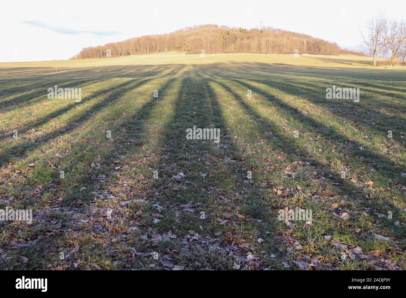 Light and shadow plants hi-res stock photography and images - Alamy