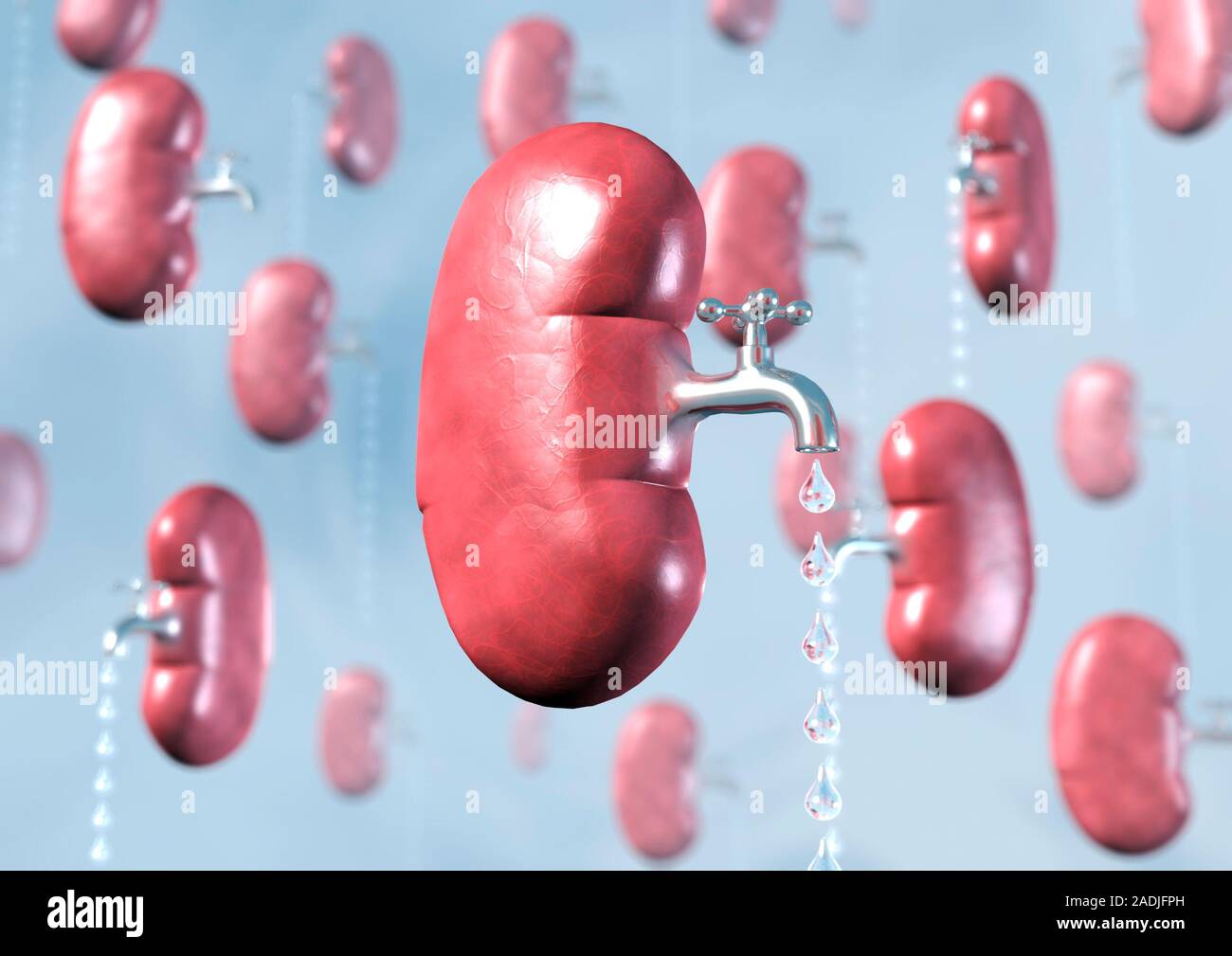 Diuresis. Conceptual image of the effect of diuretics on the kidney. A ...