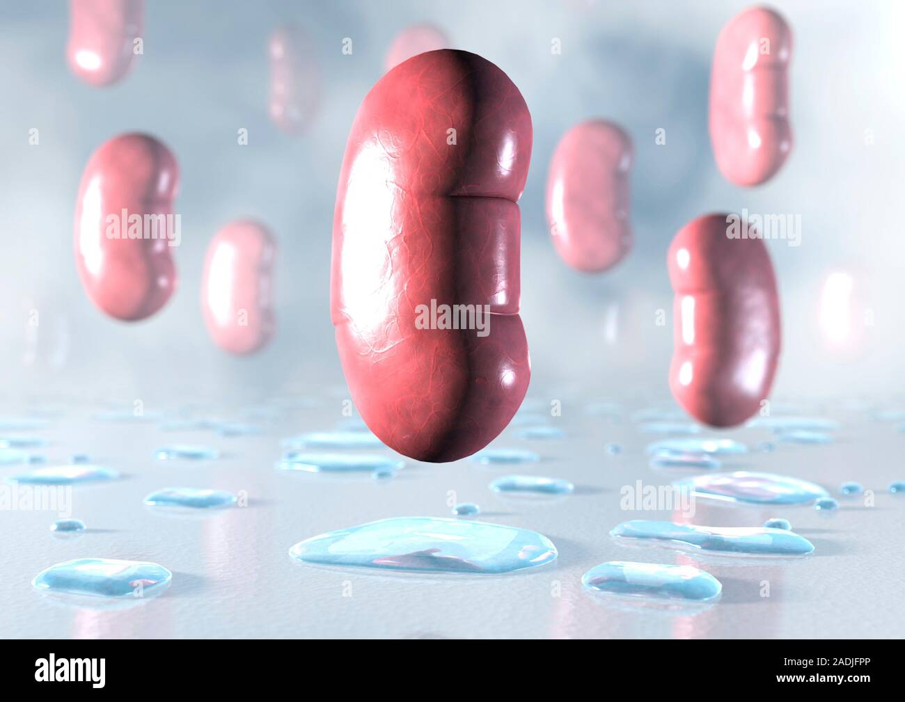 Diuresis. Conceptual image of the effect of diuretics on the kidney. A ...