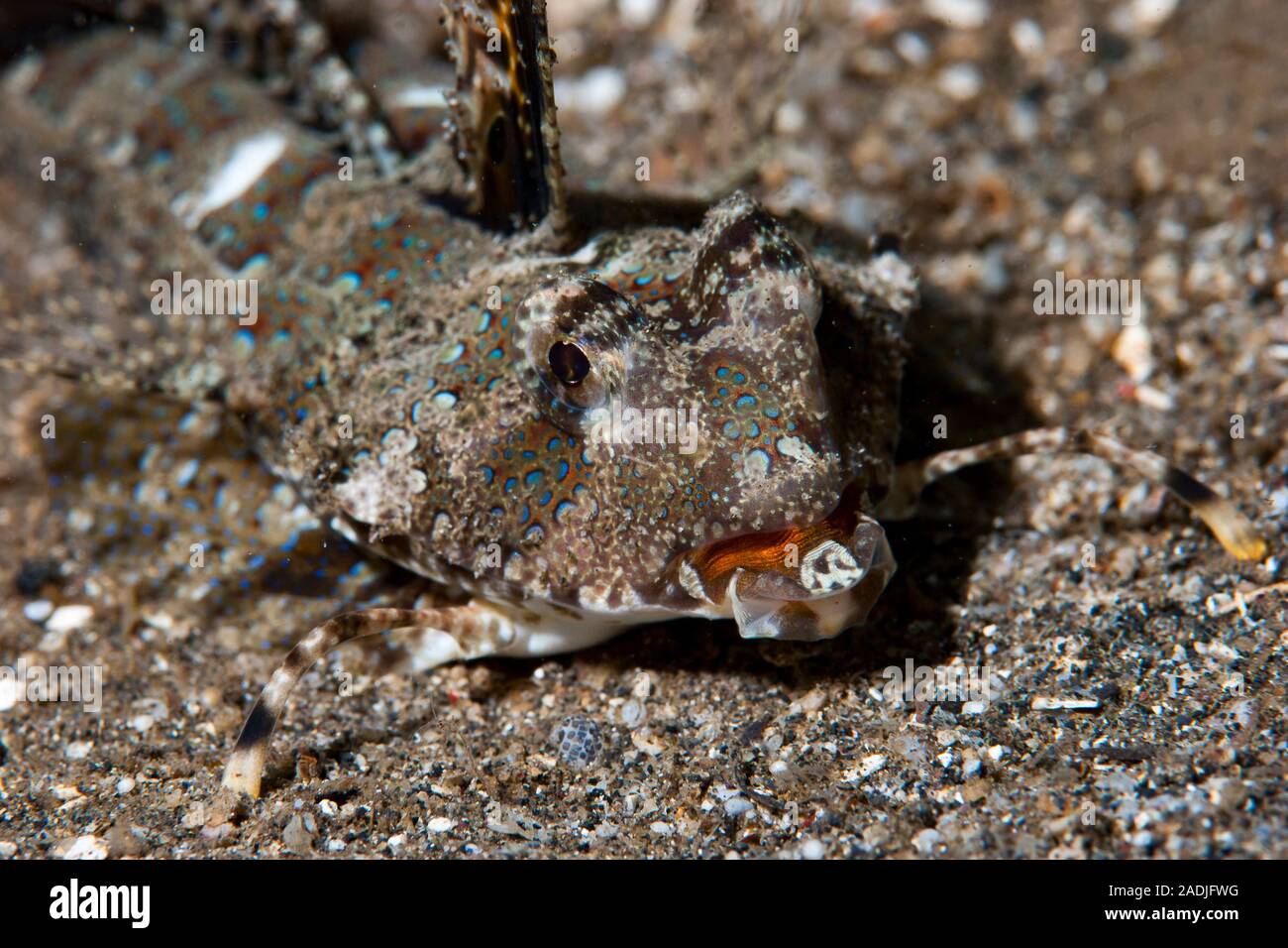 Fingered Dragonet Dactylopus dactylopus Stock Photo - Alamy