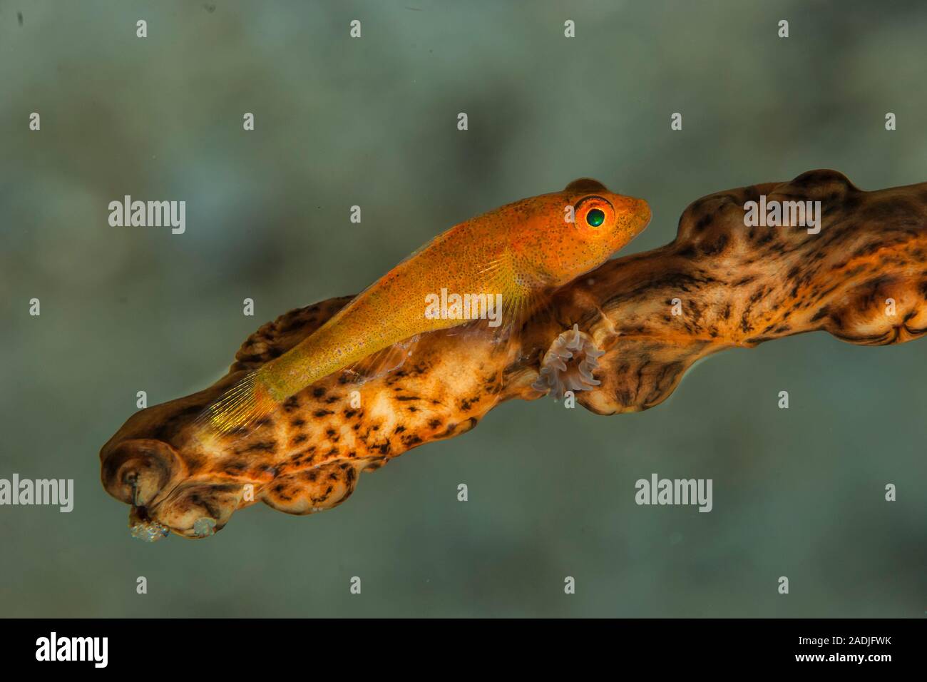 Lens ghost hi-res stock photography and images - Alamy