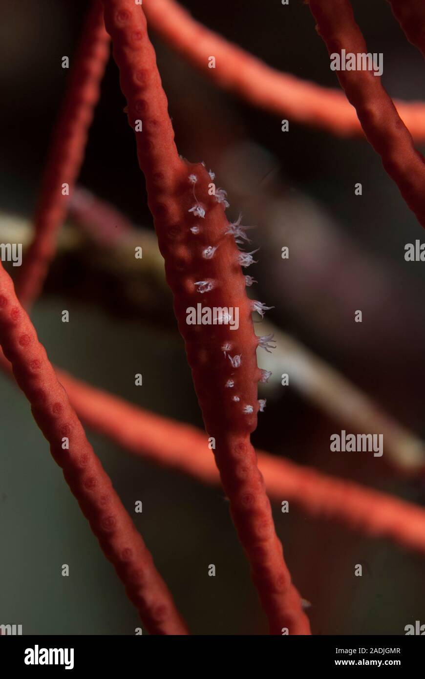 Aclyvolva hi-res stock photography and images - Alamy