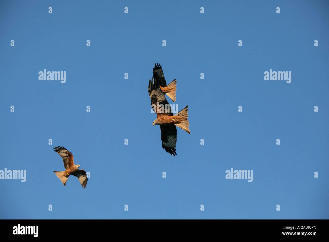 Three kites hi-res stock photography and images - Alamy