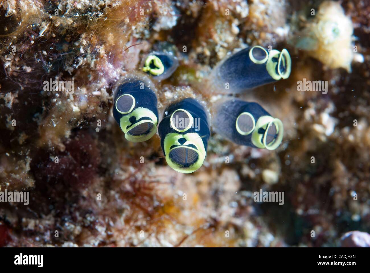 Tropical Colonial Ascidians Stock Photo - Alamy