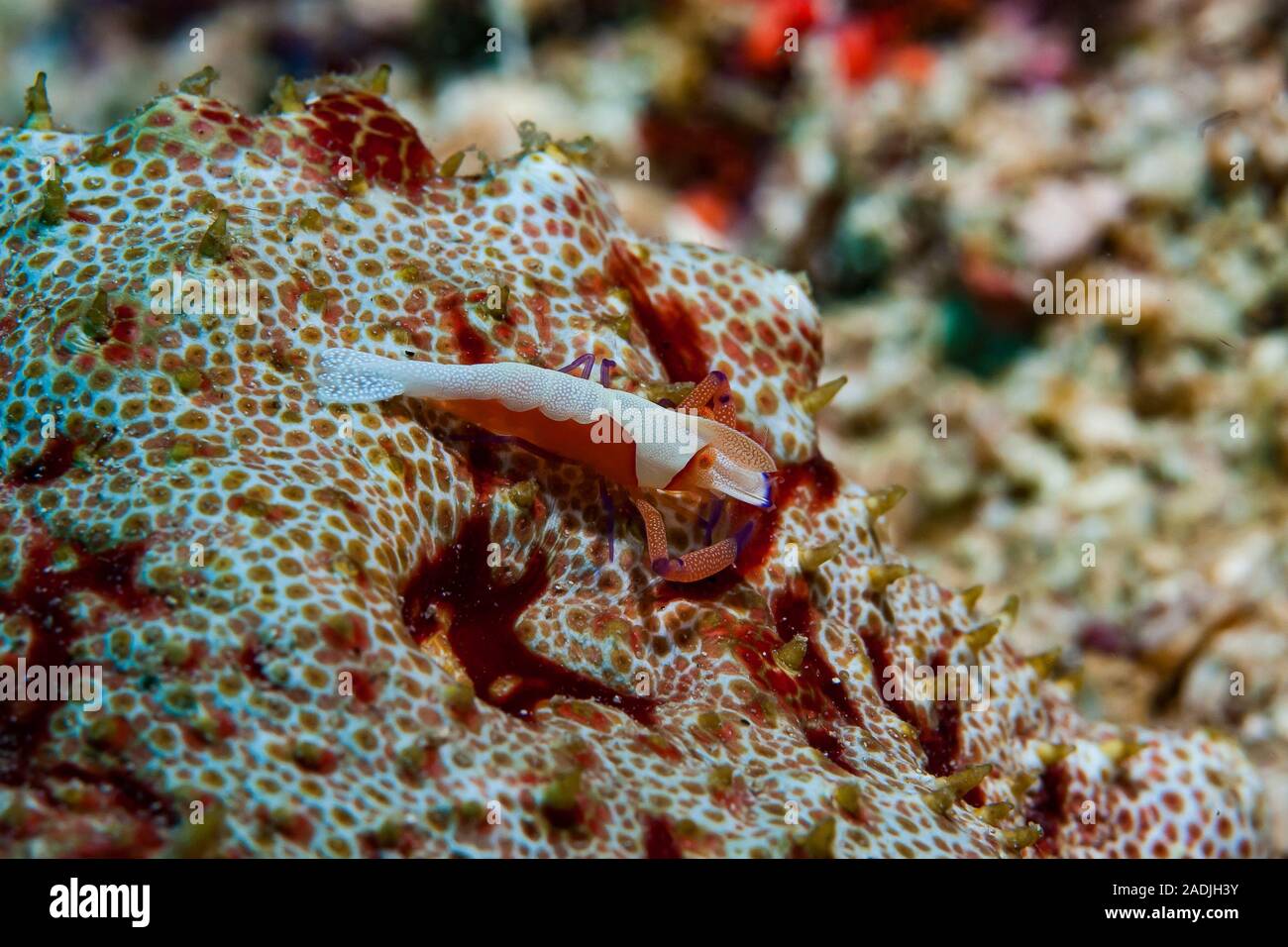 Imperator rex hi-res stock photography and images - Alamy