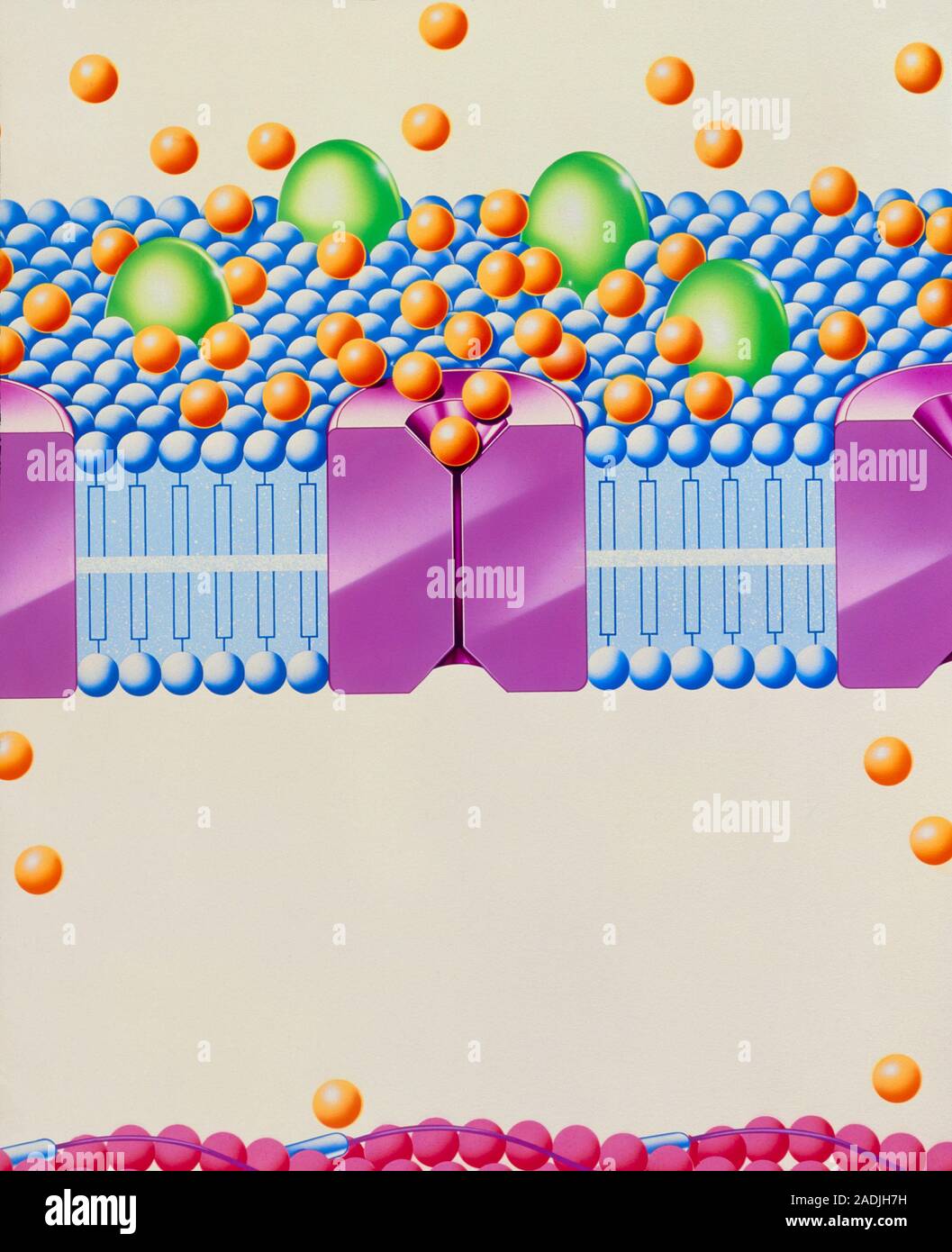 Angina treatment by calcium channel blockers. Artwork showing a calcium ...