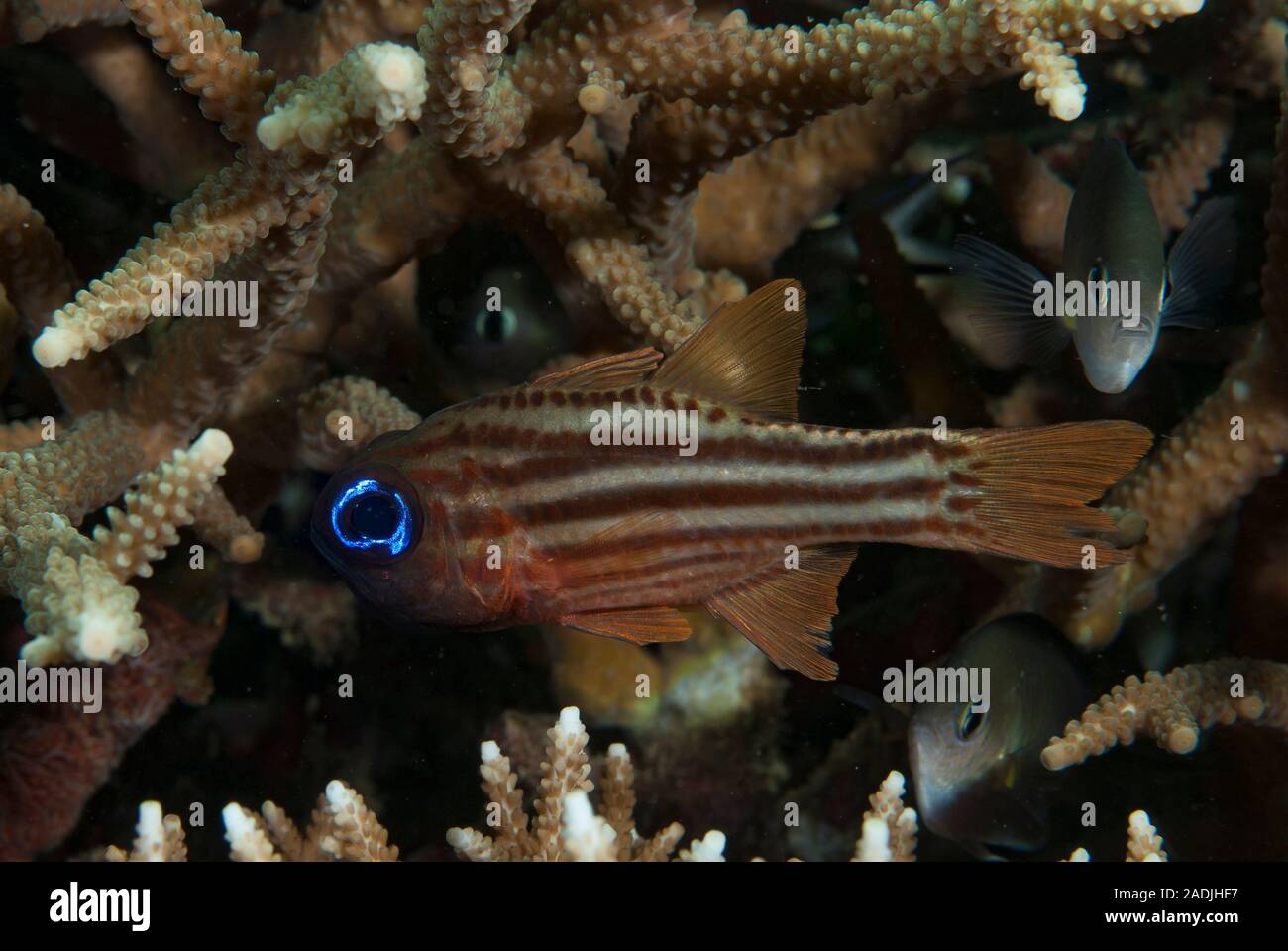 Blue-eye Cardinalfish Ostorhinchus compressus Stock Photo - Alamy