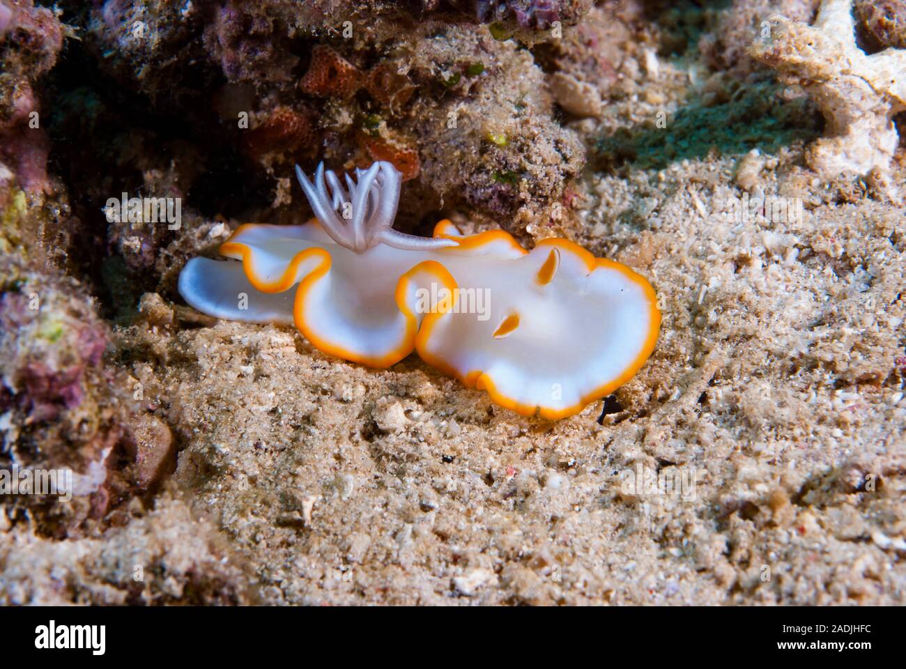 Nudibranch anatomy hi-res stock photography and images - Alamy