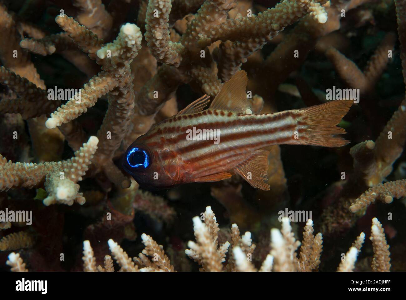 Blue-eye Cardinalfish Ostorhinchus compressus Stock Photo - Alamy