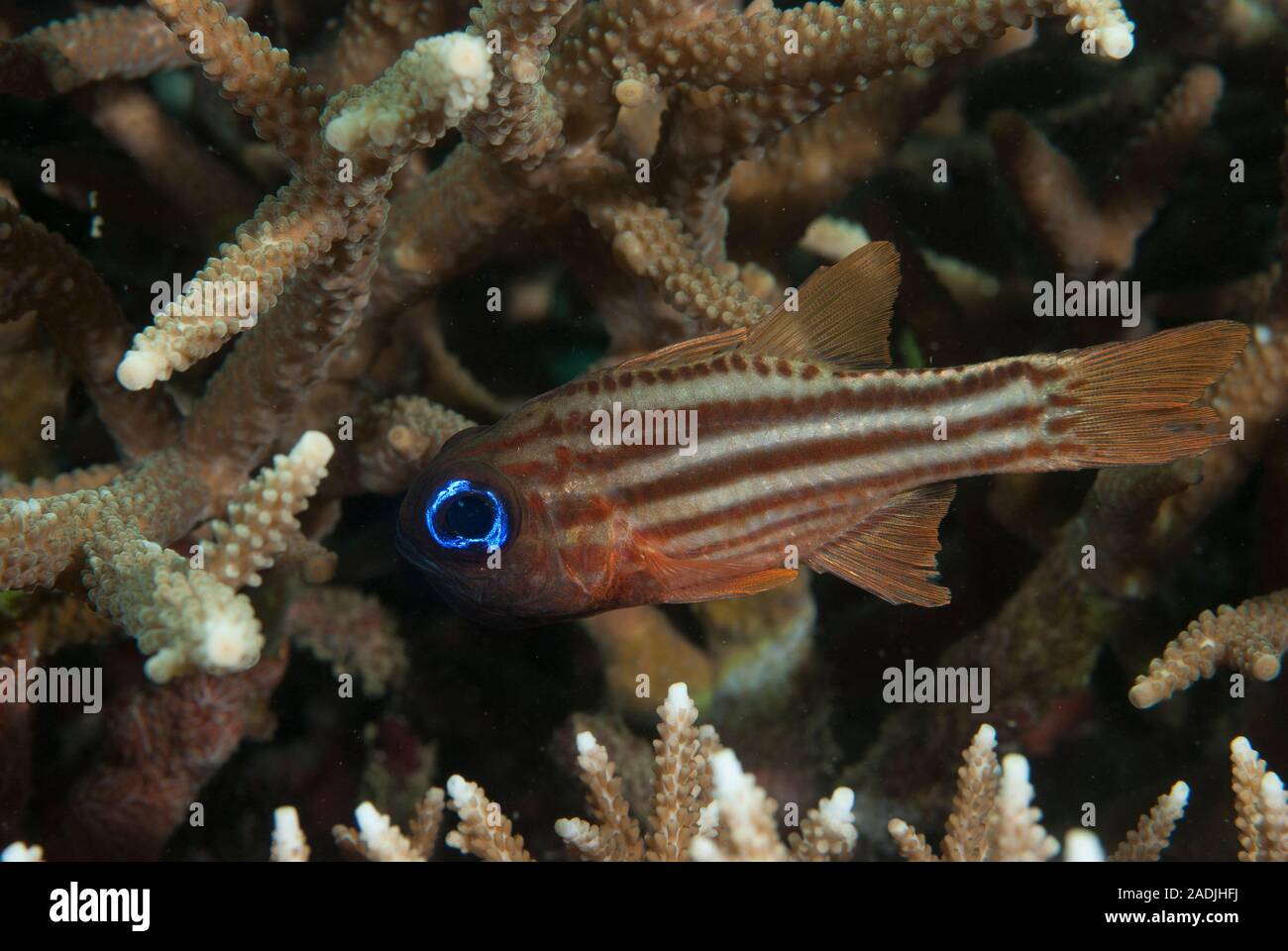 Blue-eye Cardinalfish Ostorhinchus compressus Stock Photo - Alamy