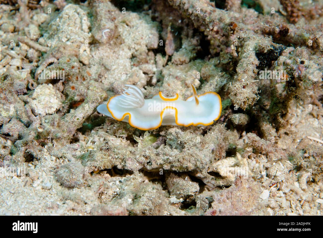 Nudibranch anatomy hi-res stock photography and images - Alamy