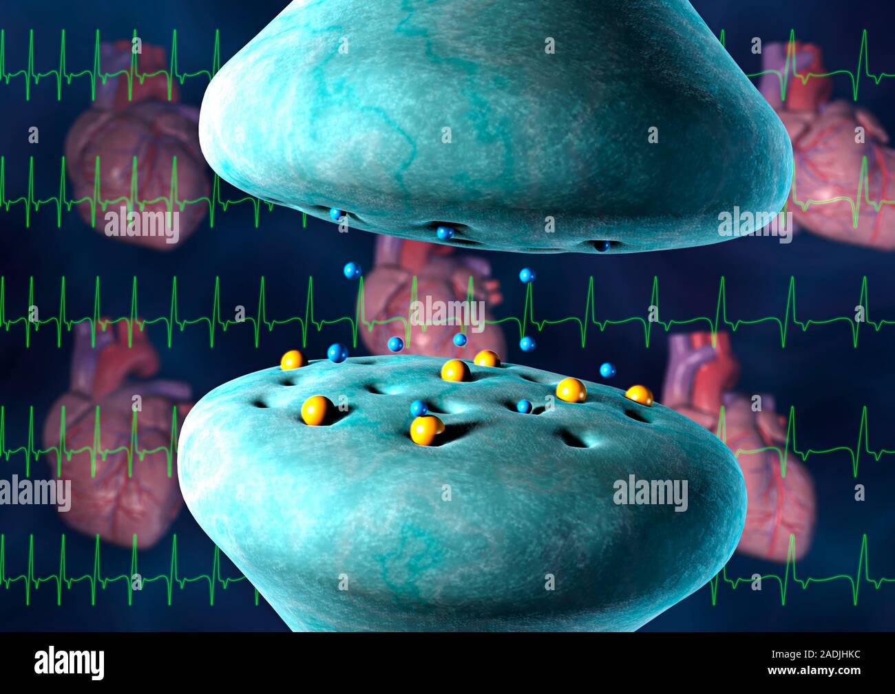Beta-blocker drug action. Computer artwork of beta-blocker drug ...