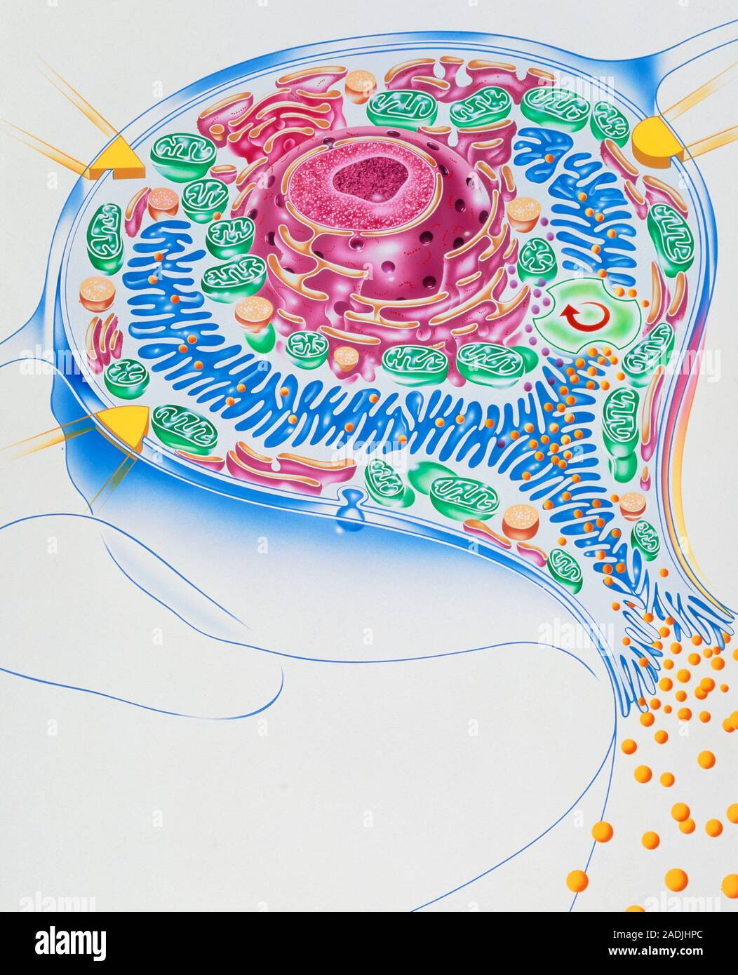 Ulcer-drug effect on stomach cell. Artwork of an acid-secreting ...