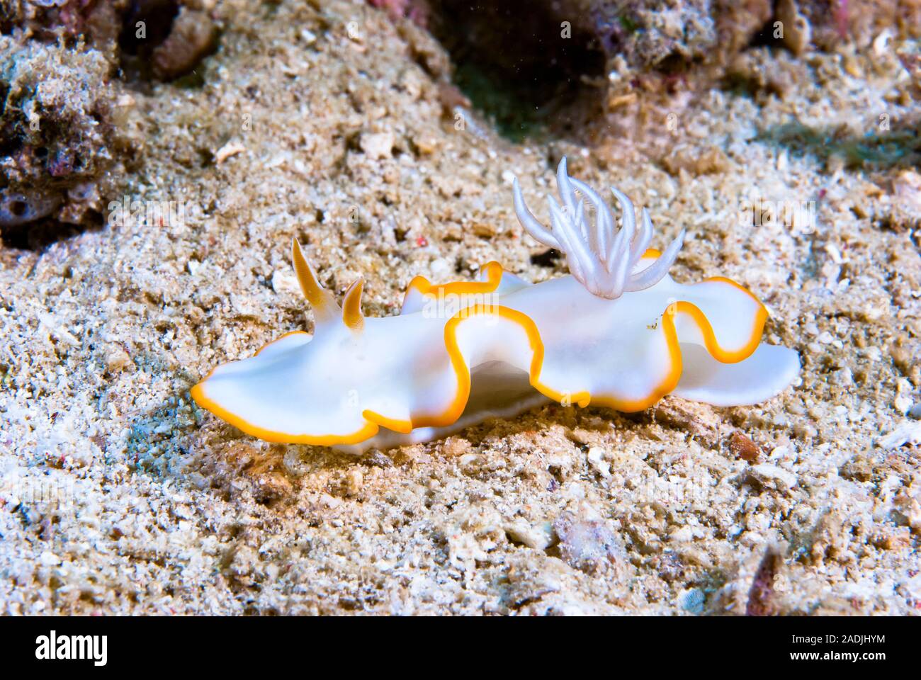 Nudibranch anatomy hi-res stock photography and images - Alamy