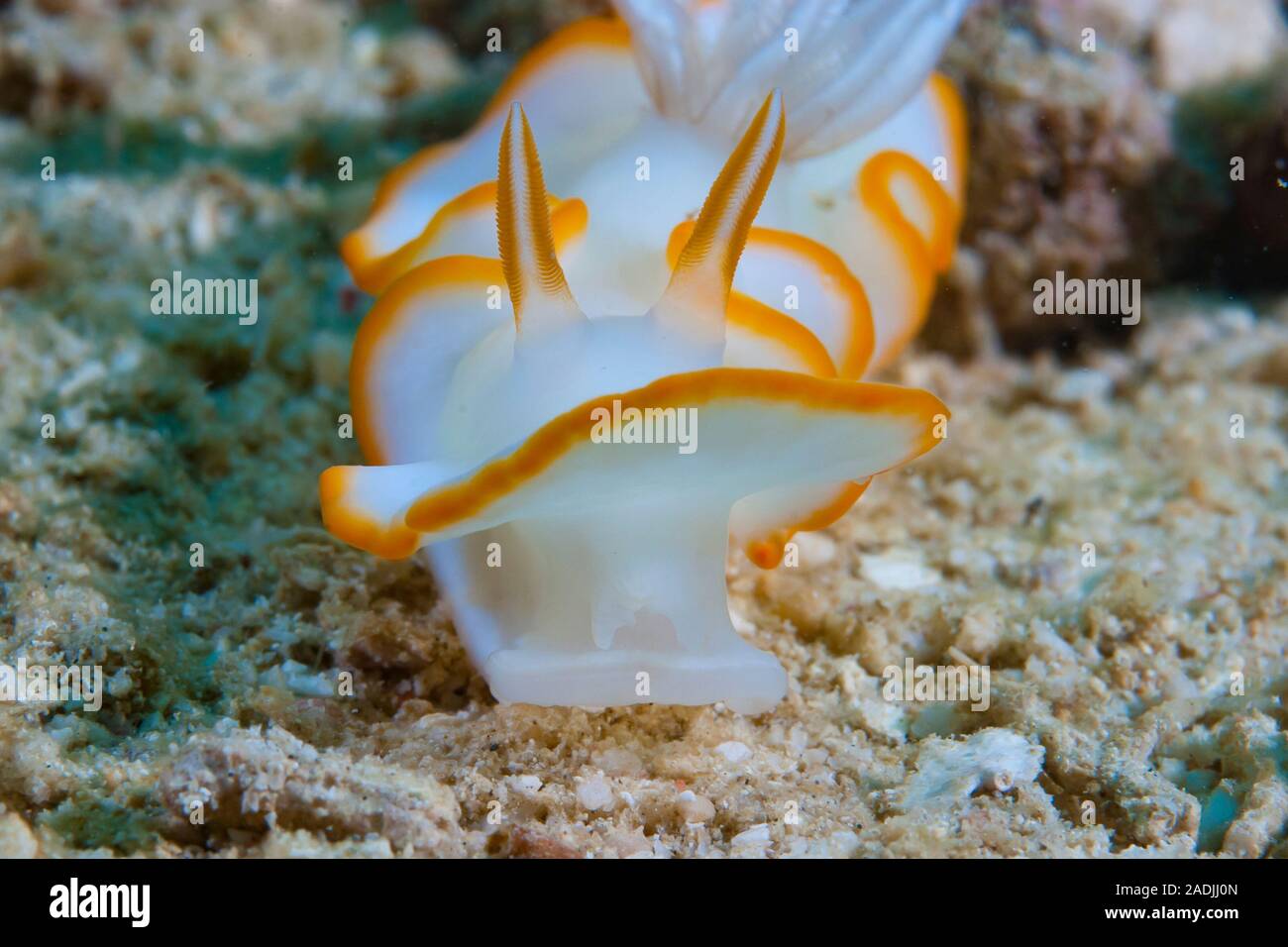 Nudibranch anatomy hi-res stock photography and images - Alamy