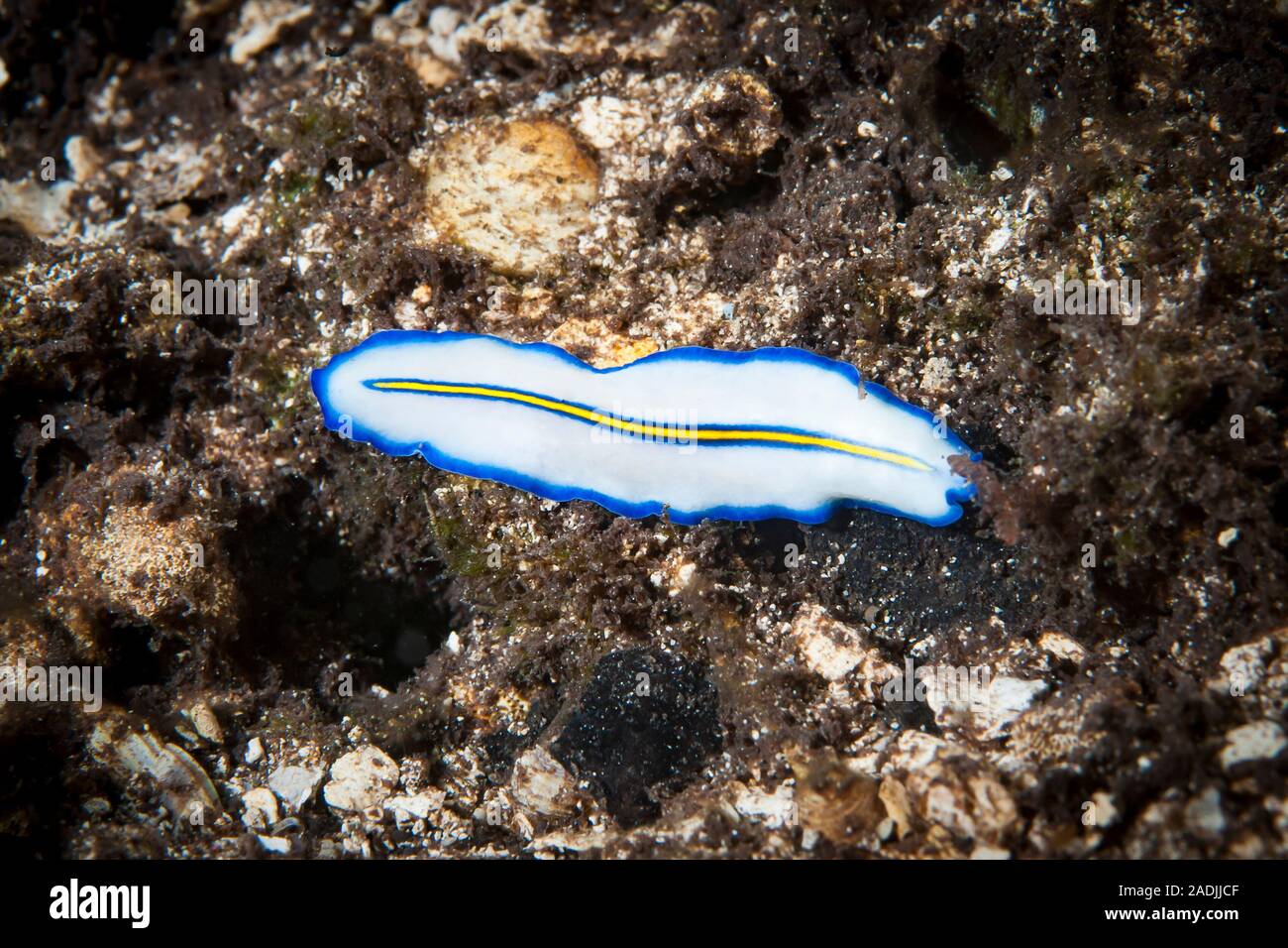 Flatworms hi-res stock photography and images - Alamy
