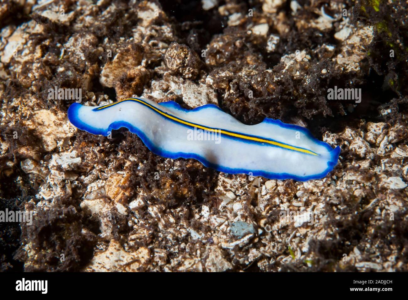 Concinnus hi-res stock photography and images - Alamy