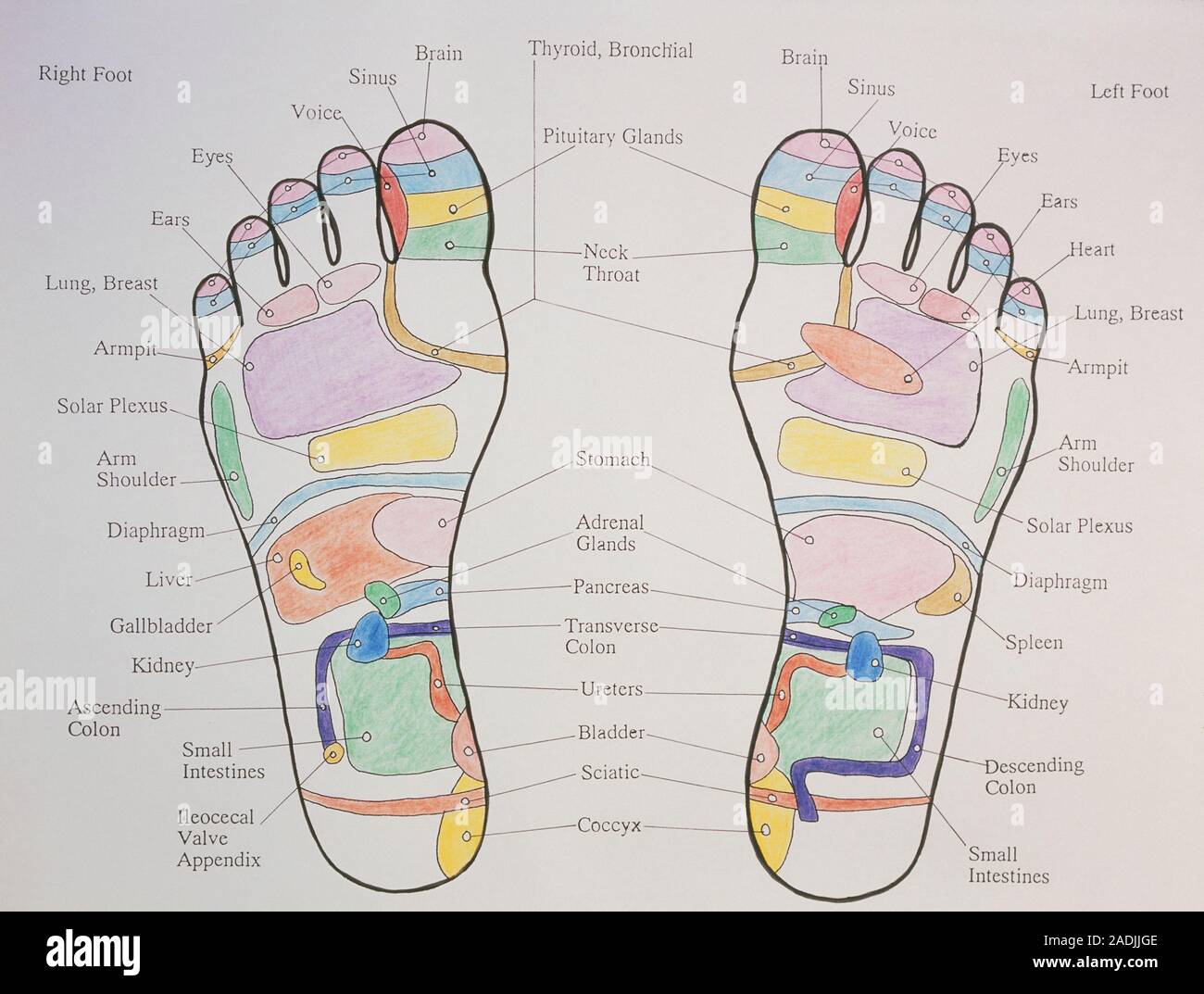 Reflexology chart. Artwork of a chart indicating reflexology points on ...