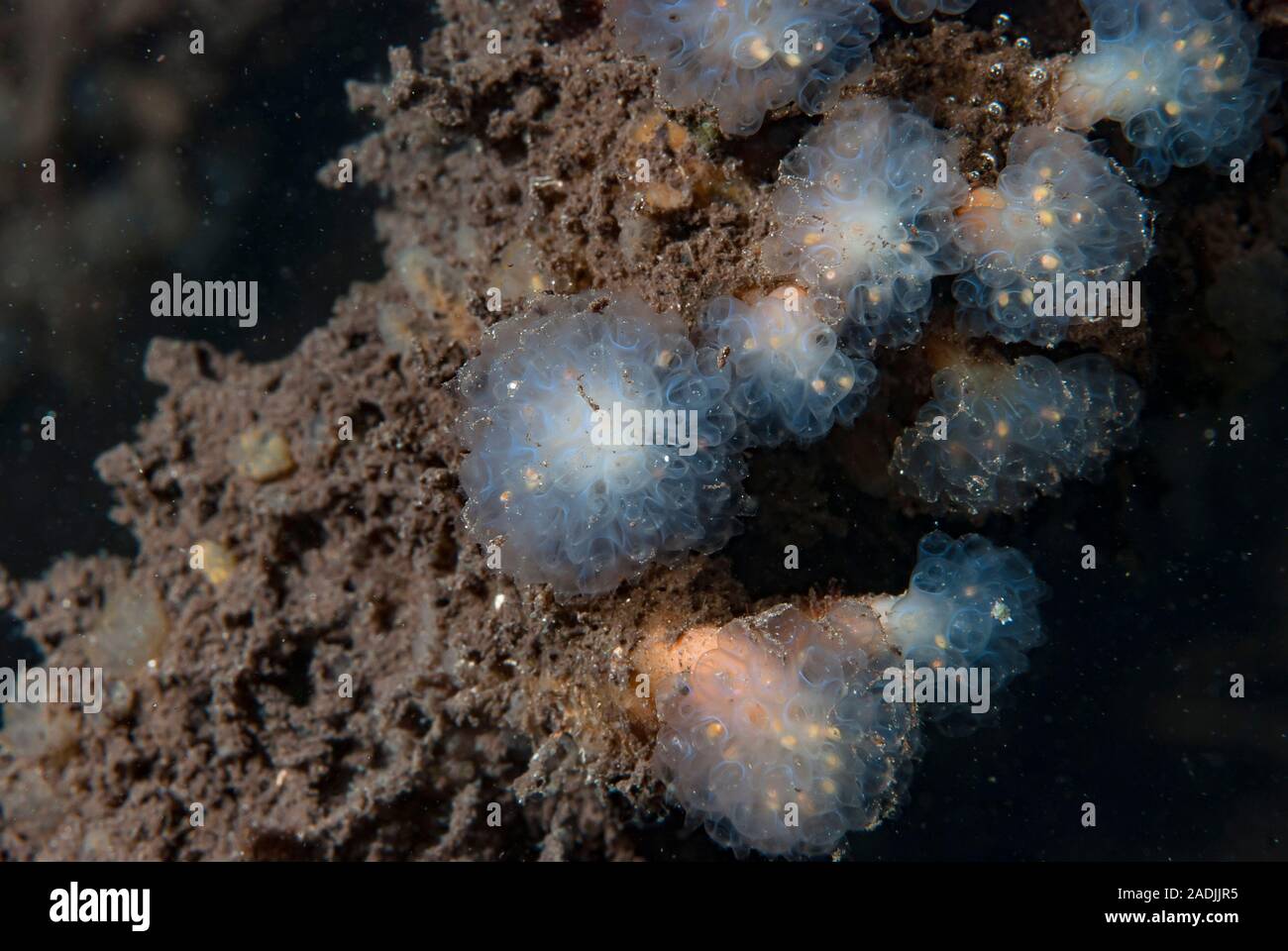 Marine ascidian hi-res stock photography and images - Alamy