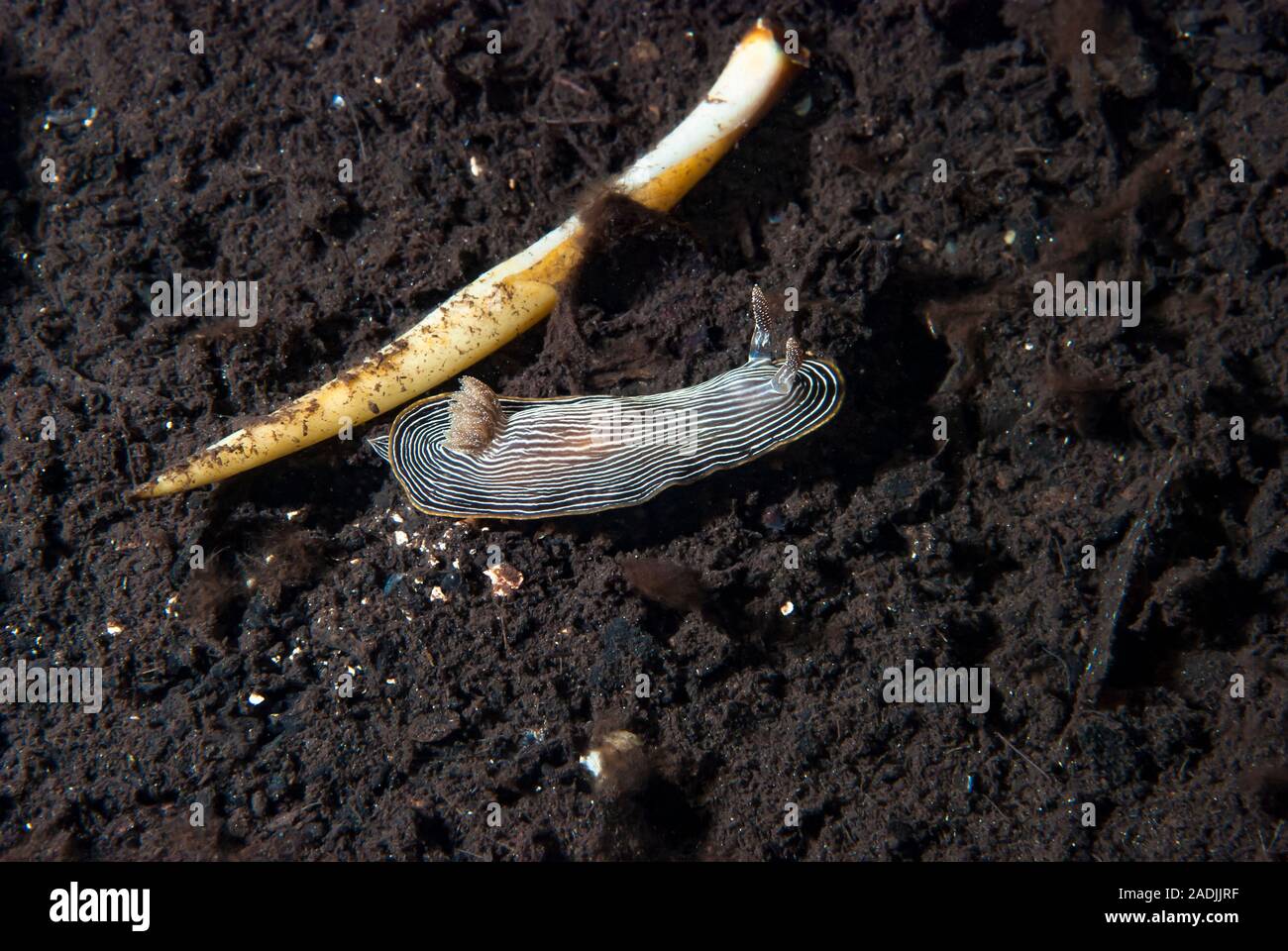 Lineolata nudibranch hi-res stock photography and images - Alamy