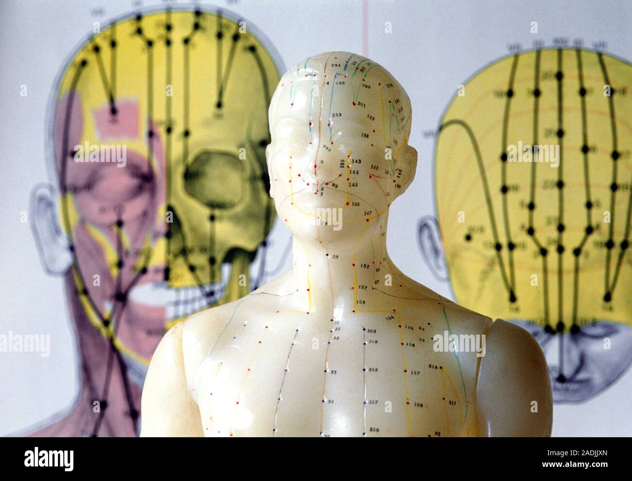 Acupuncturist's model featuring the meridians of the head and shoulders ...