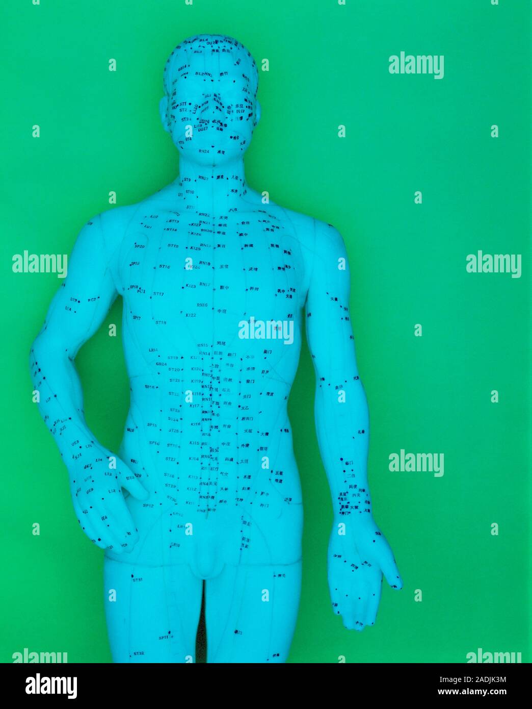 Acupuncture model. Model of the human body marked with acupuncture ...