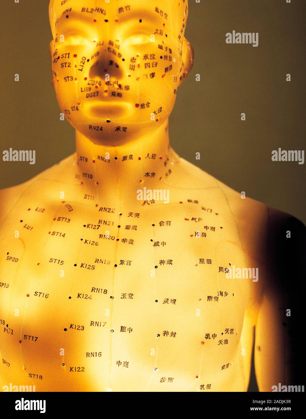 Acupuncture model. Illuminated model of the human body marked with ...