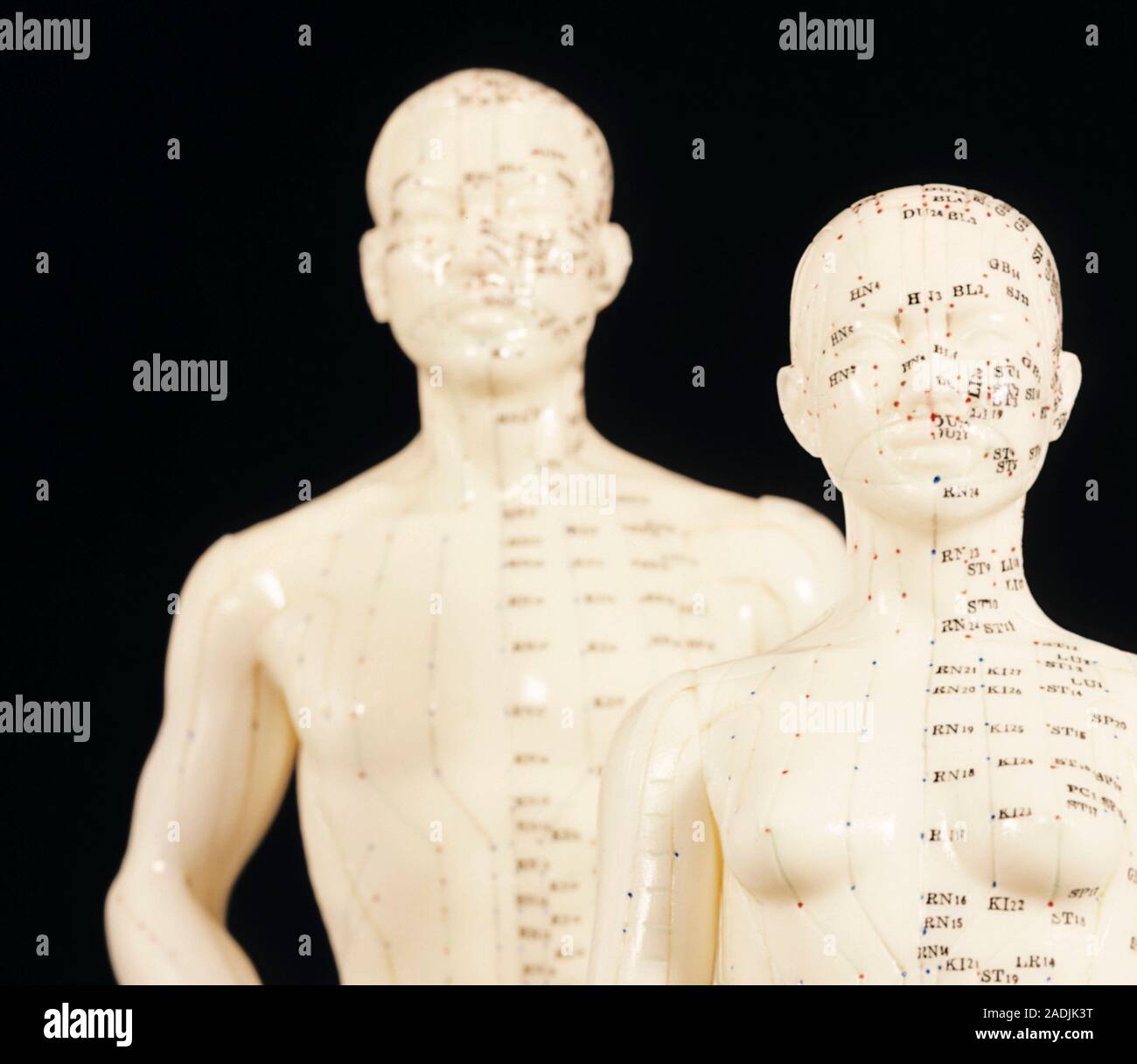 Acupuncture models. Head and upper torso models of the male and female ...