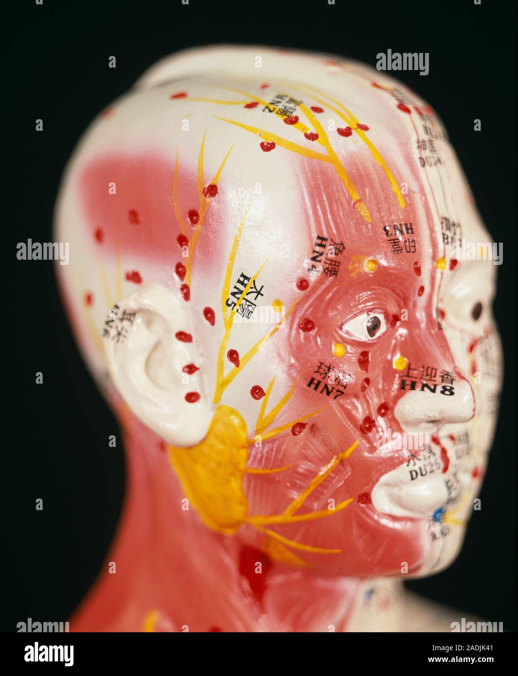 Acupuncture model. Side view of a model of a male human head marked ...