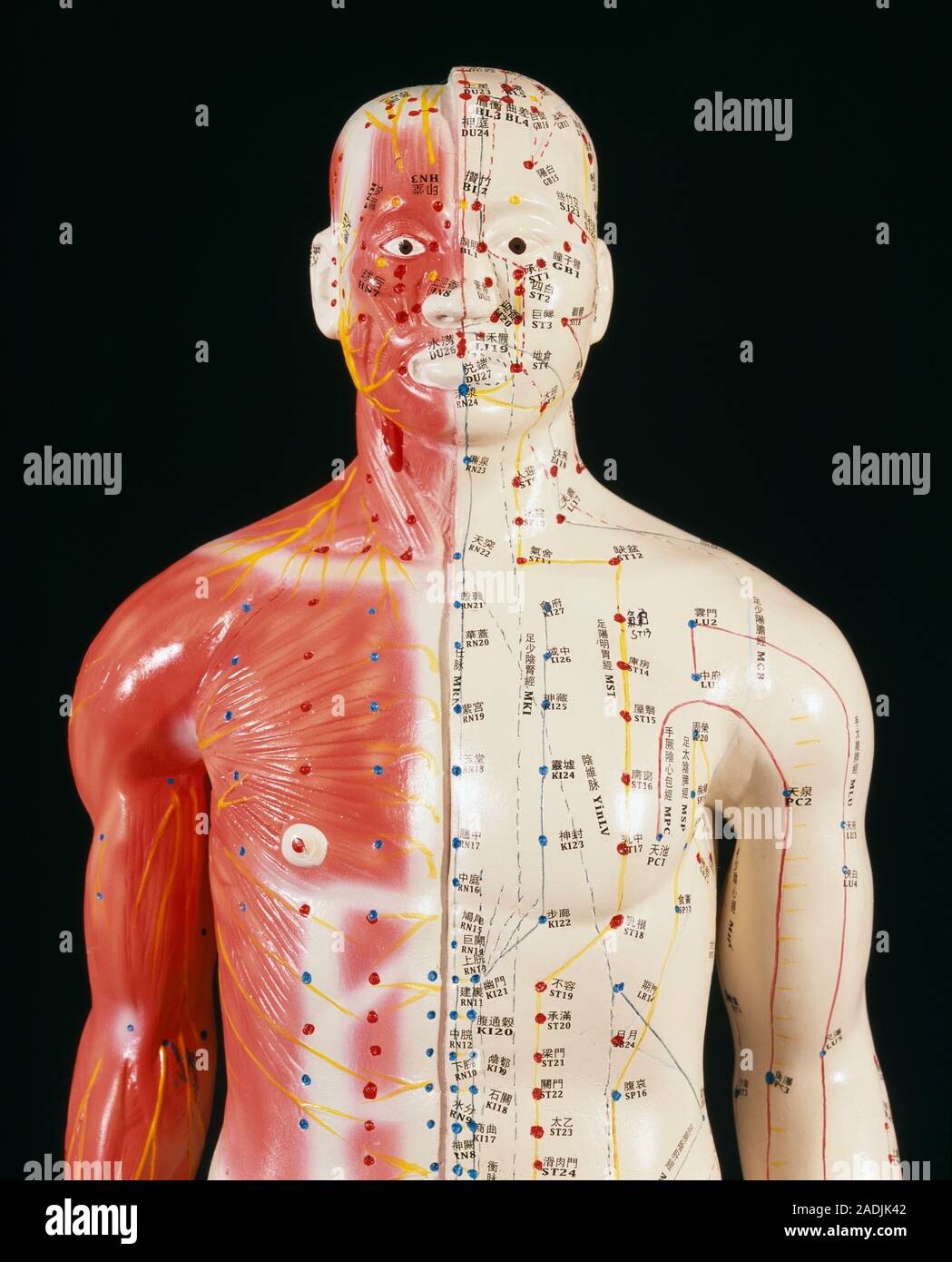 Acupuncture model. Front view of a model of a male human head and chest ...