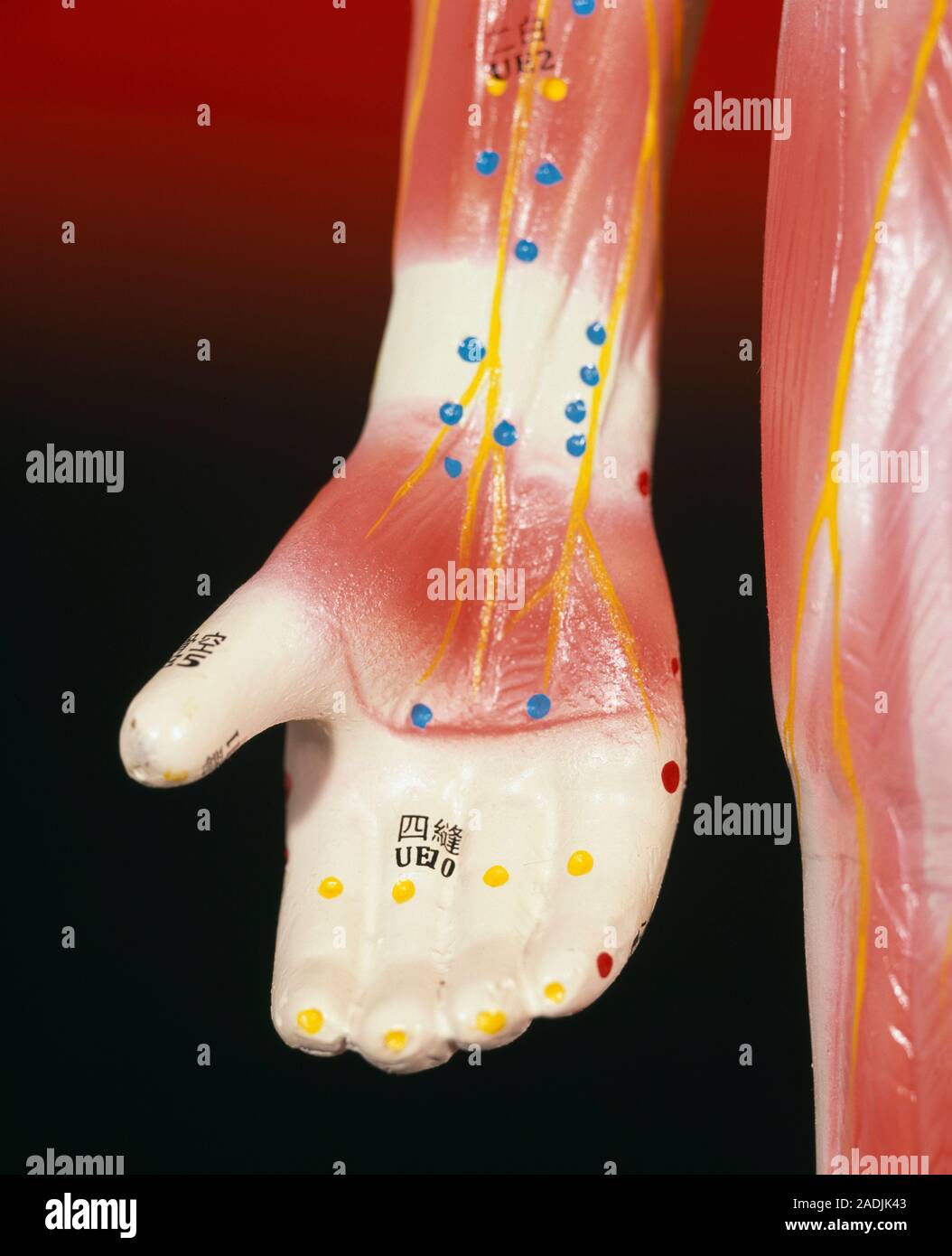 Acupuncture model. Model of a human lower arm and palm of the right ...