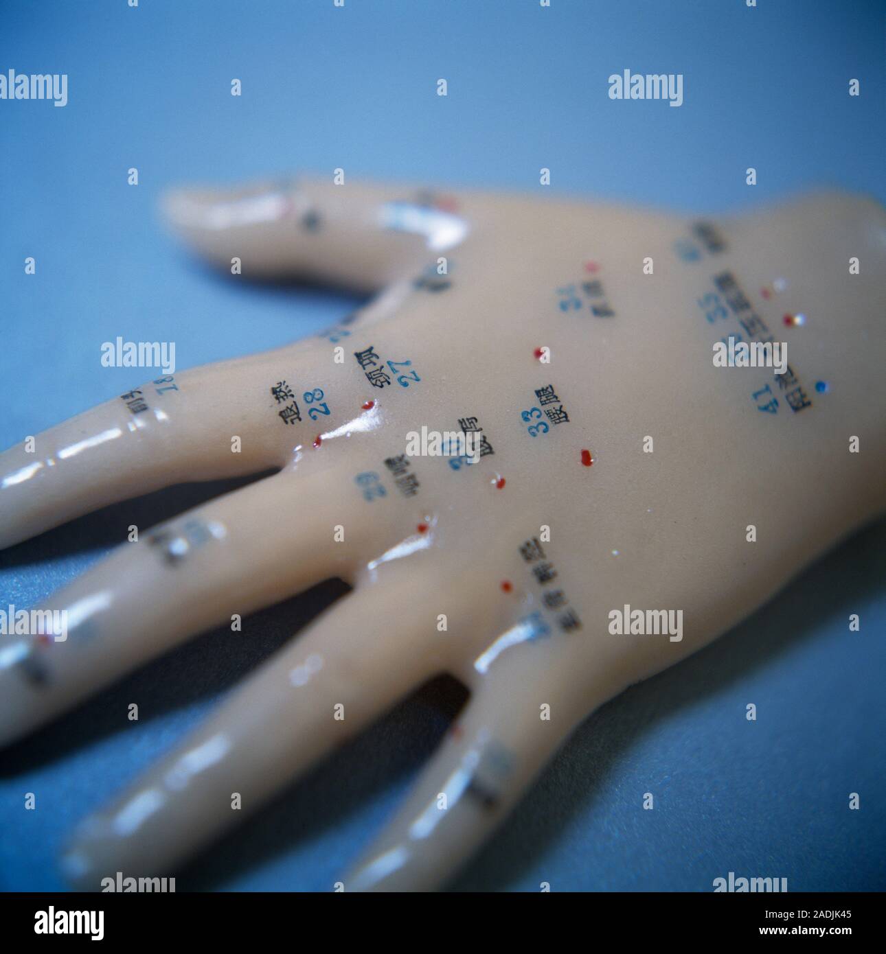 Acupuncture model. Model of a human hand marked with acupuncture points ...