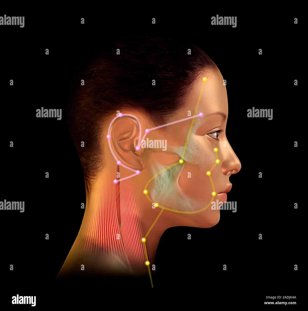 Acupuncture points. Artwork of a female human head illustrating ...