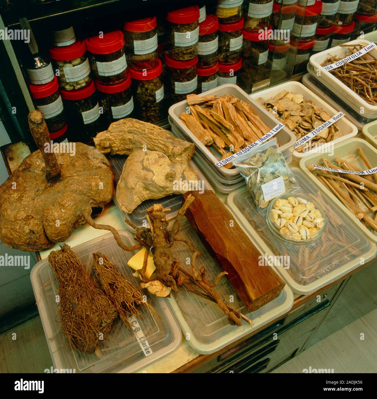 Herbal medicine research. Samples of Indian medicinal herbs awaiting ...