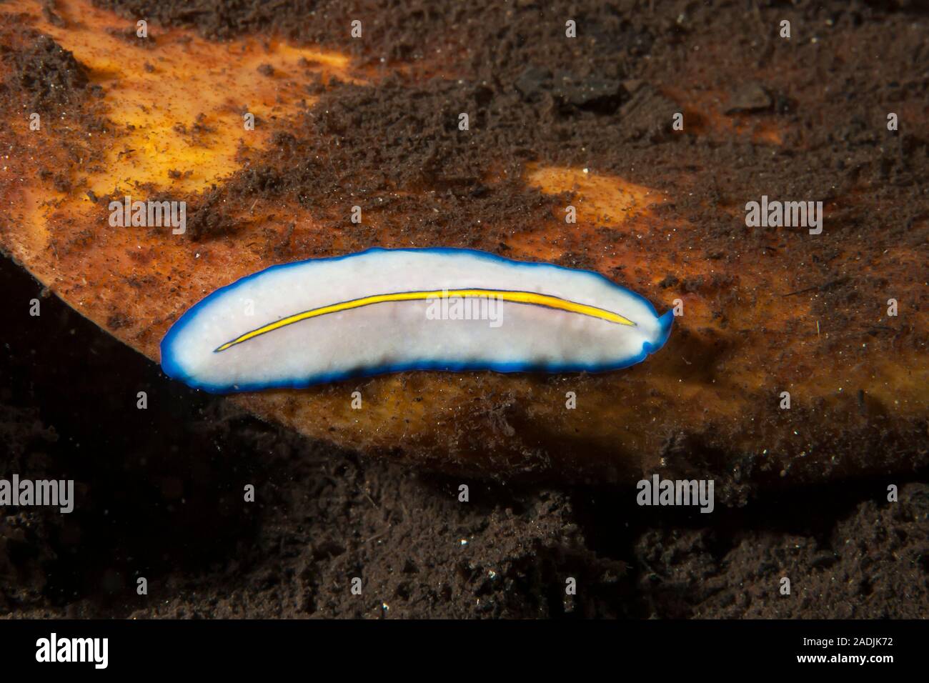 Concinnus hi-res stock photography and images - Alamy