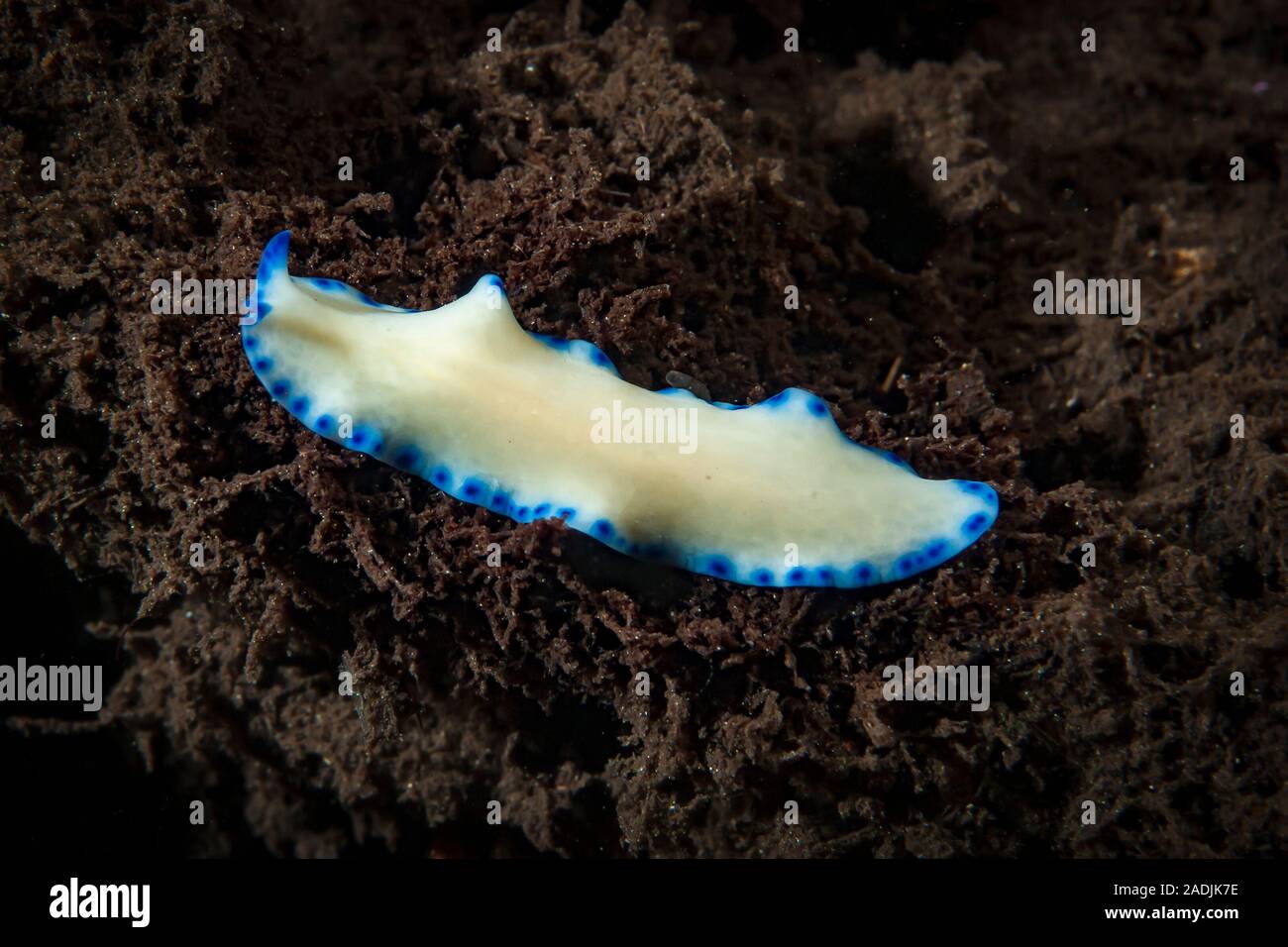 Marine flatworm hi-res stock photography and images - Alamy