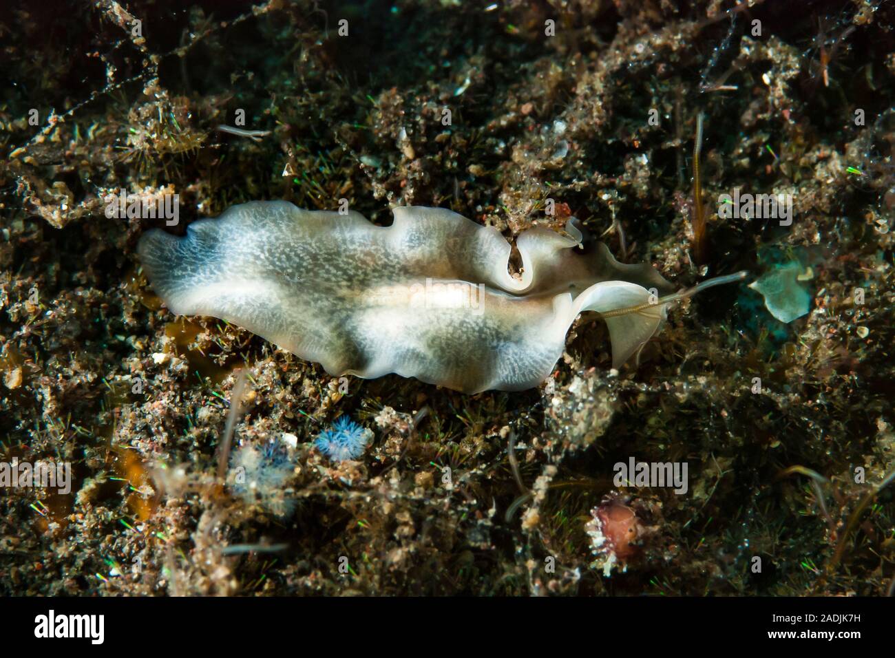 Flatworms hi-res stock photography and images - Alamy