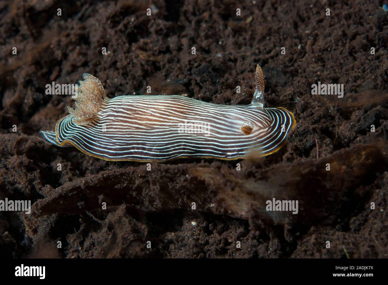 Slug anatomy hi-res stock photography and images - Alamy