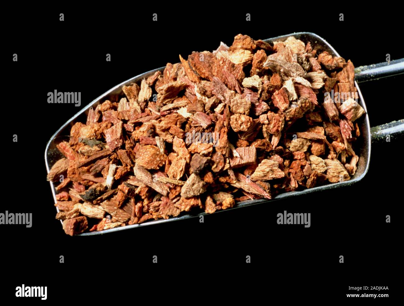 Quebracho bark. Scoop of the dried bark of the Aspidosperma quebracho ...