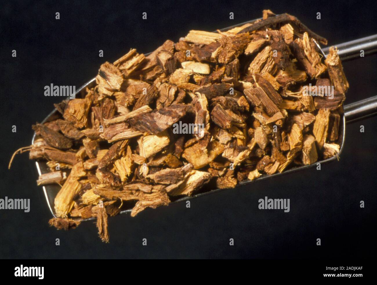 Liquorice root. Scoop of dried liquorice (Glycyrrhiza glabra) root for ...