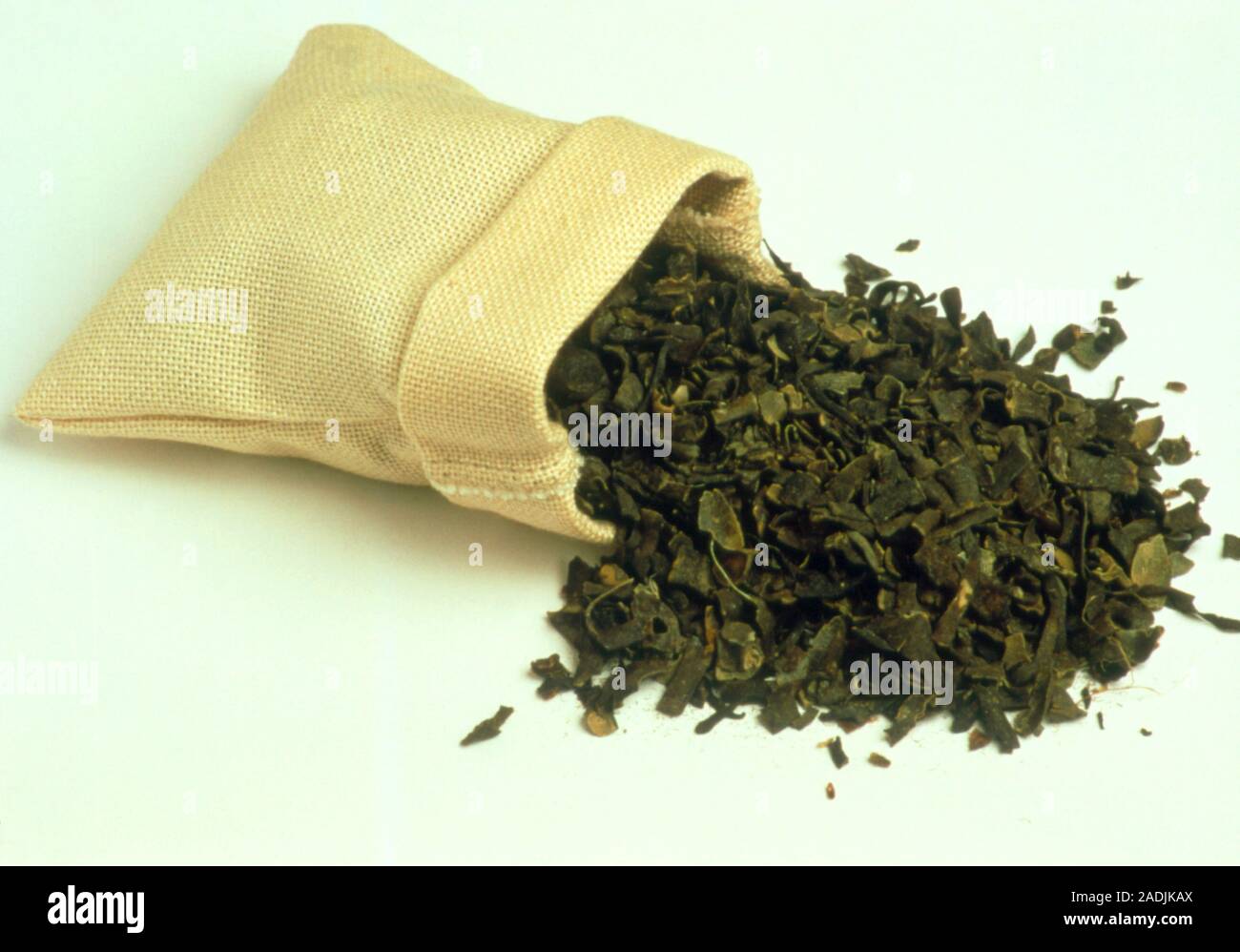 Seaweed. Dried bladderwrack seaweed (Fucus vesiculosus) for herbal ...