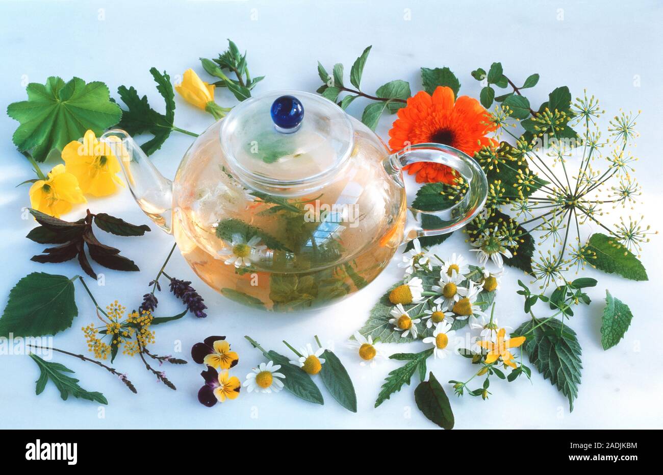 Herbal tea. Teapot containing herbal tea surrounded by various ...