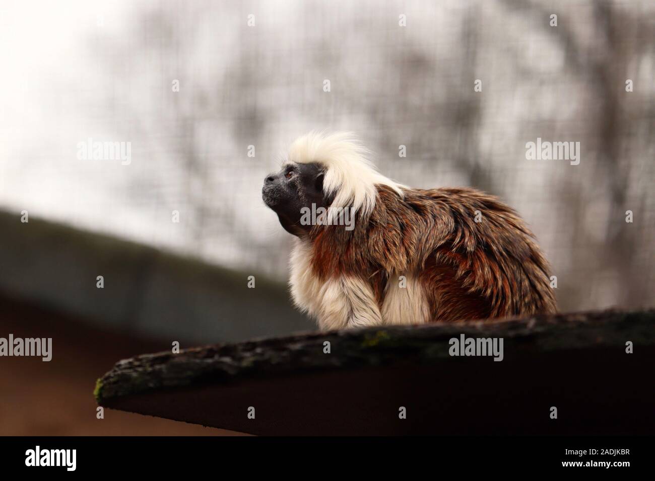 Cute little animal monkey tamarin hi-res stock photography and images ...