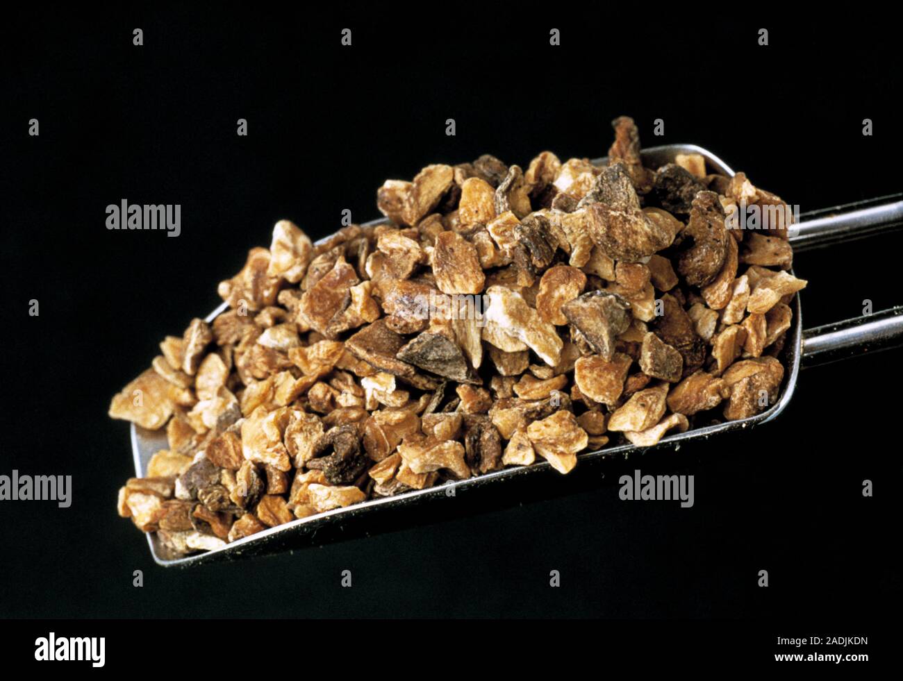 Chicory. Scoop of cut and dried chicory roots (Cichorium intybus). This ...